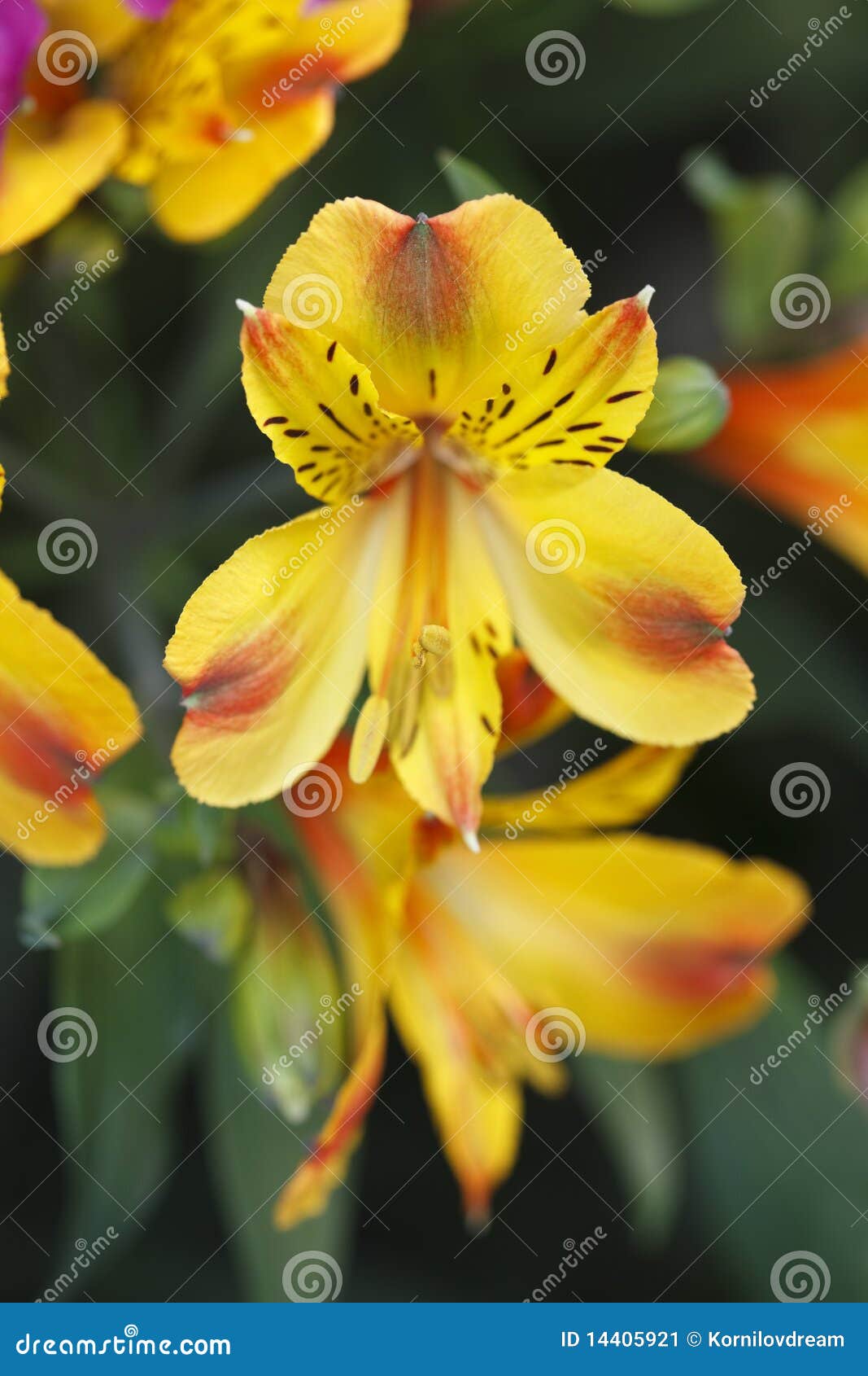 Yellow alstroemeria stock image. Image of fragrance, fresh - 14405921