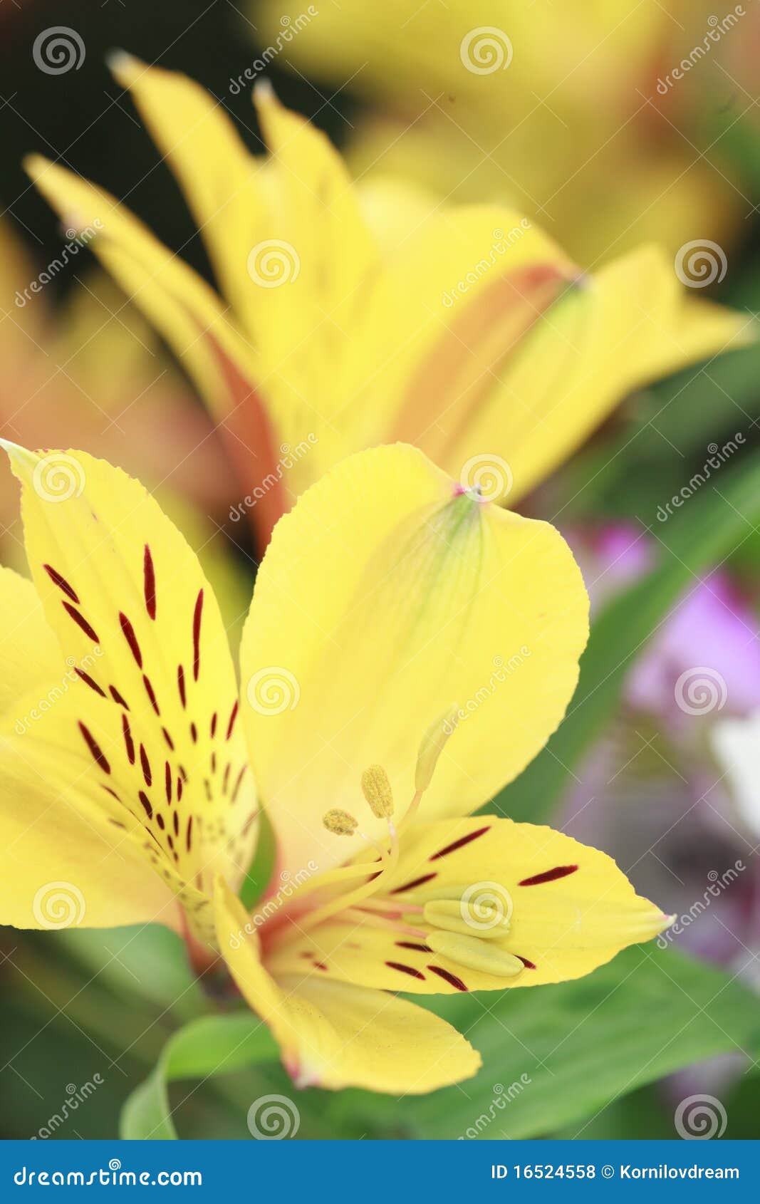 Yellow alstroemeria stock photo. Image of decorative - 16524558