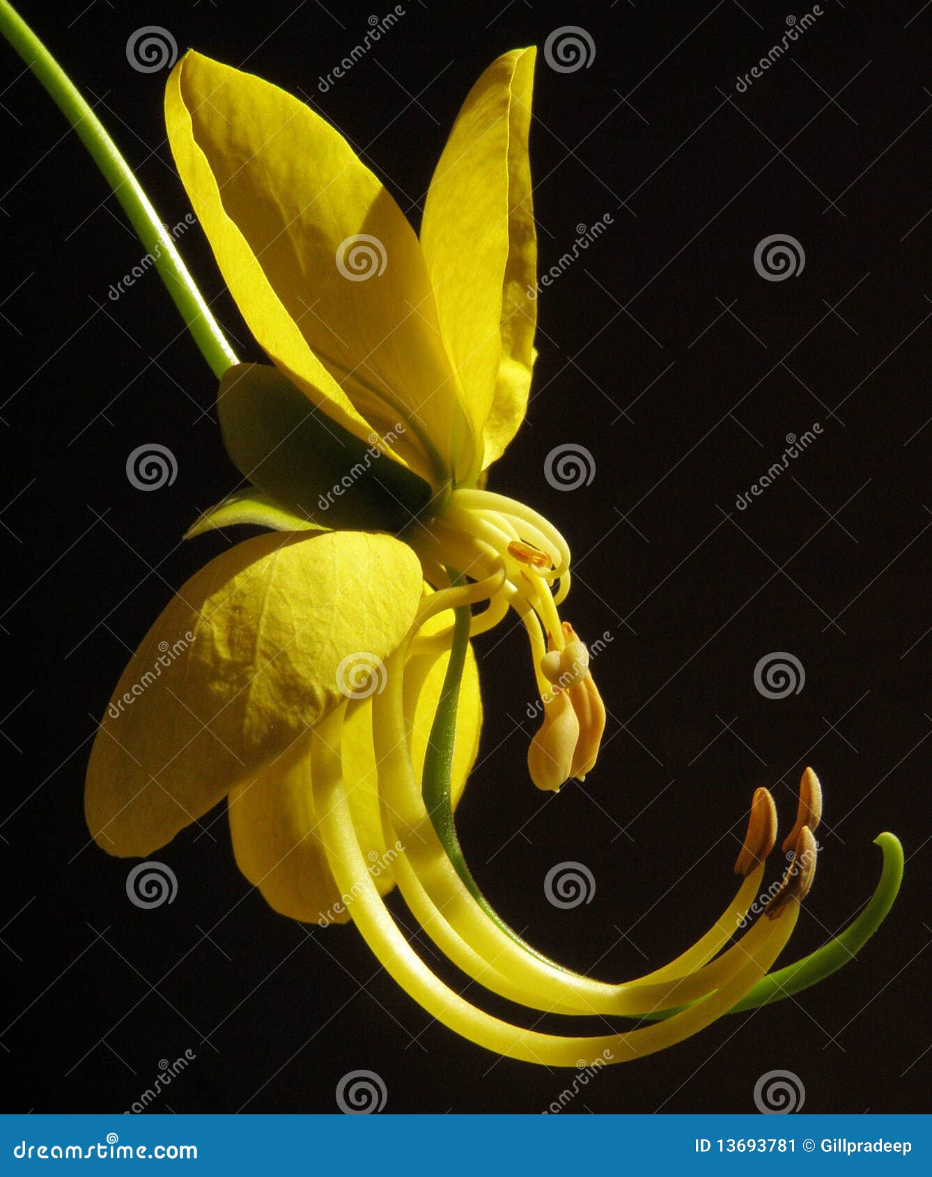 Yellow amaltash flower stock image. Image of community - 13693781