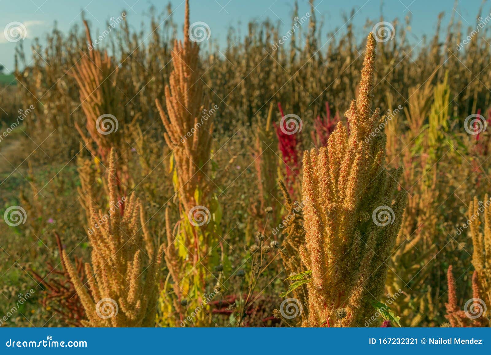 Yellow Amaranth Plant & X28;Amaranthus Stock Image - Image of ...