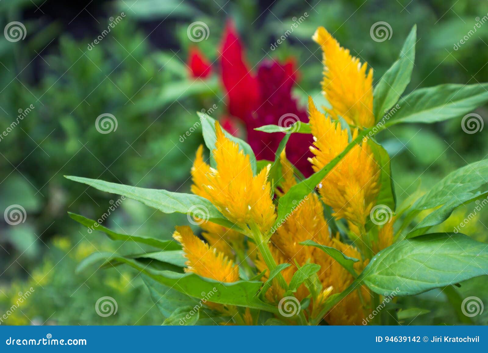 Yellow amaranthus stock photo. Image of floral, leaf - 94639142