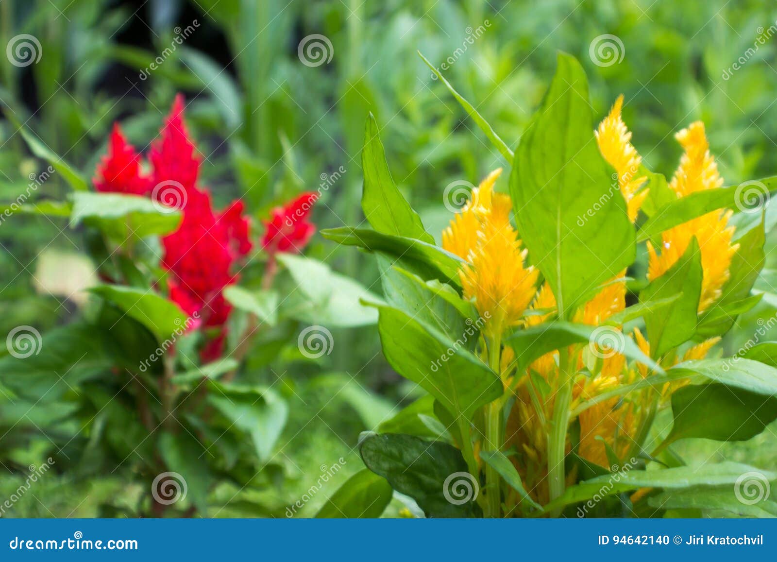 Yellow amaranthus stock photo. Image of decorative, amaranthaceae ...
