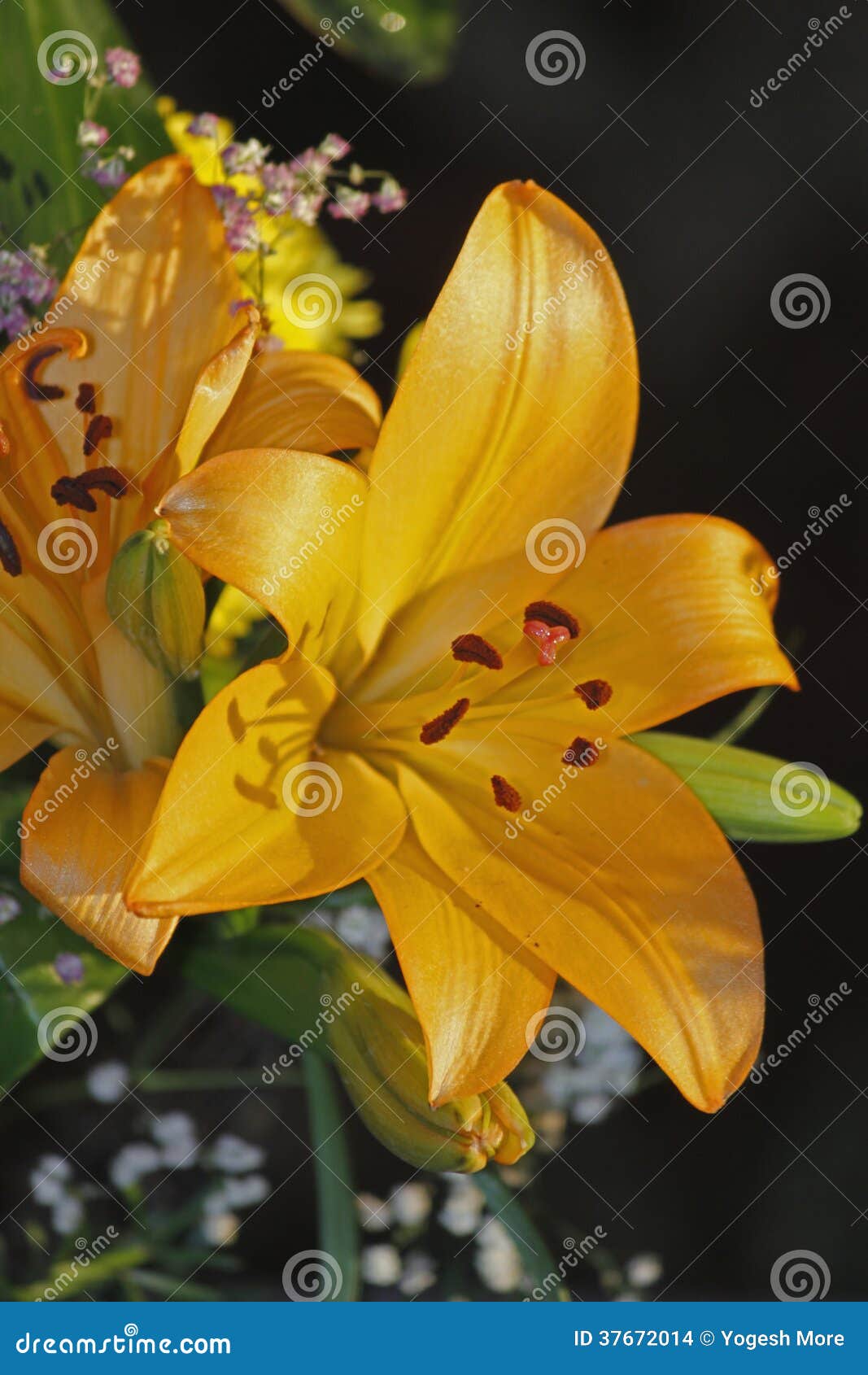Yellow Amaryllis Flower stock photo. Image of garden - 37672014