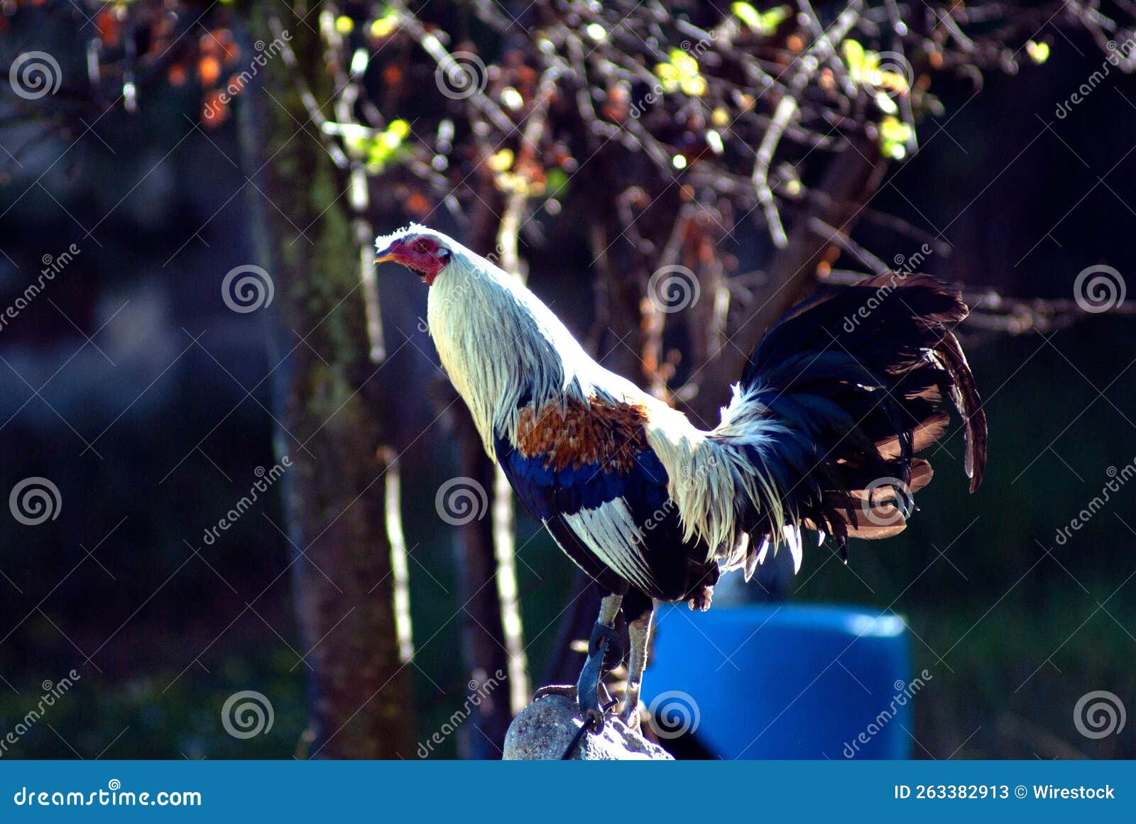 Gamefowl Fighting Cock Rooster Royalty-Free Stock Photo | CartoonDealer ...