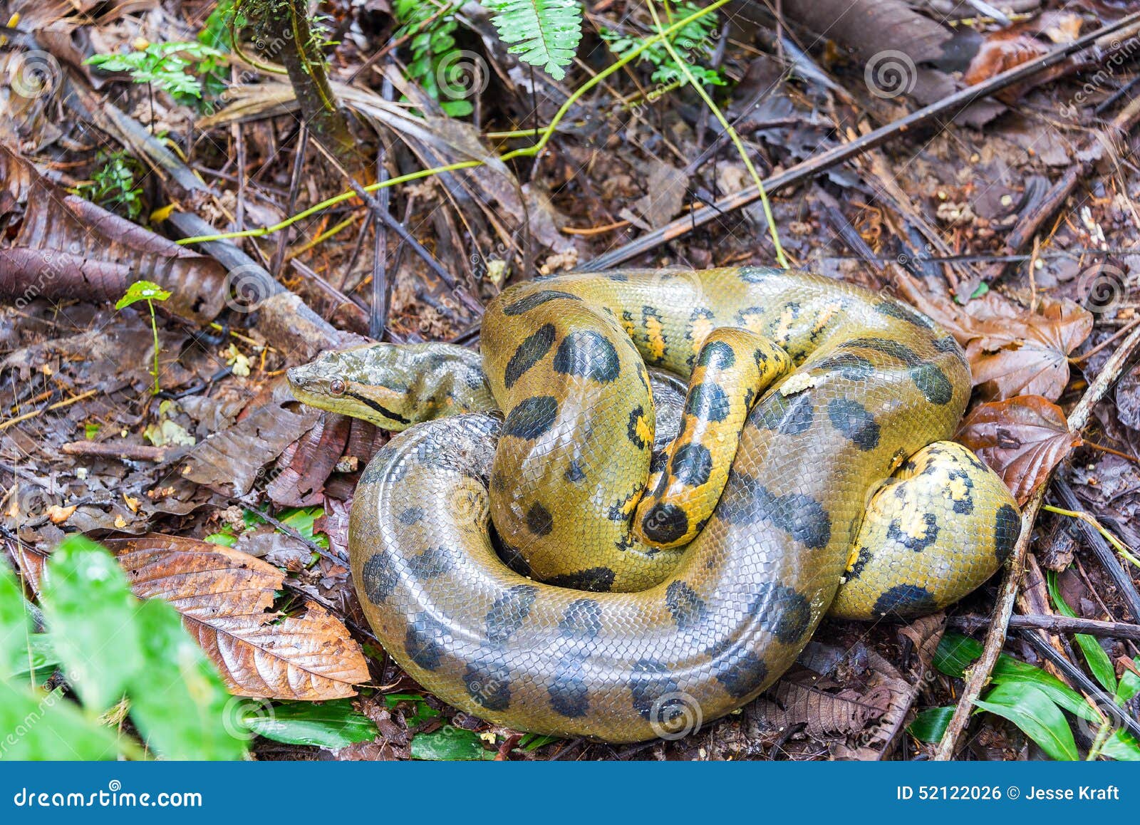 Yellow Anaconda stock photo. Image of closeup, murinus - 52122026