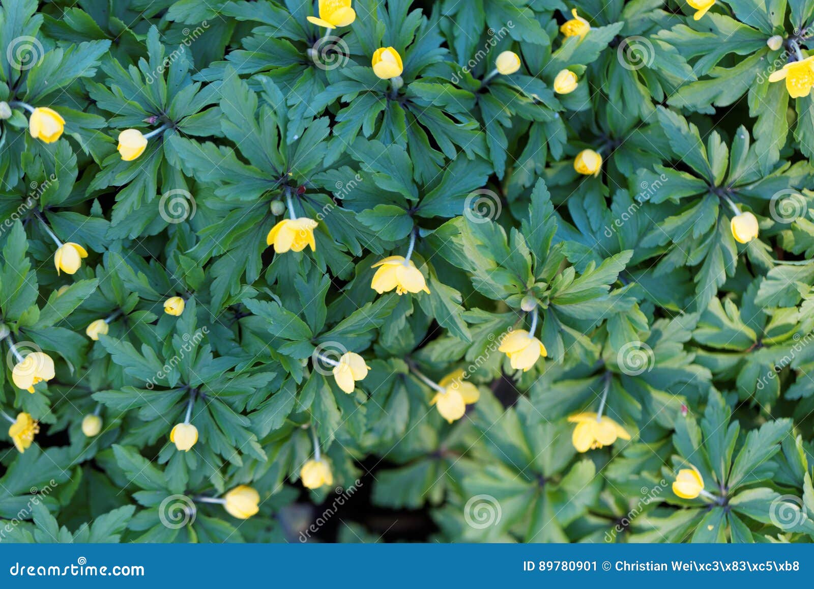 Yellow Anemone Anemone Ranunculoides Stock Image - Image of grow ...