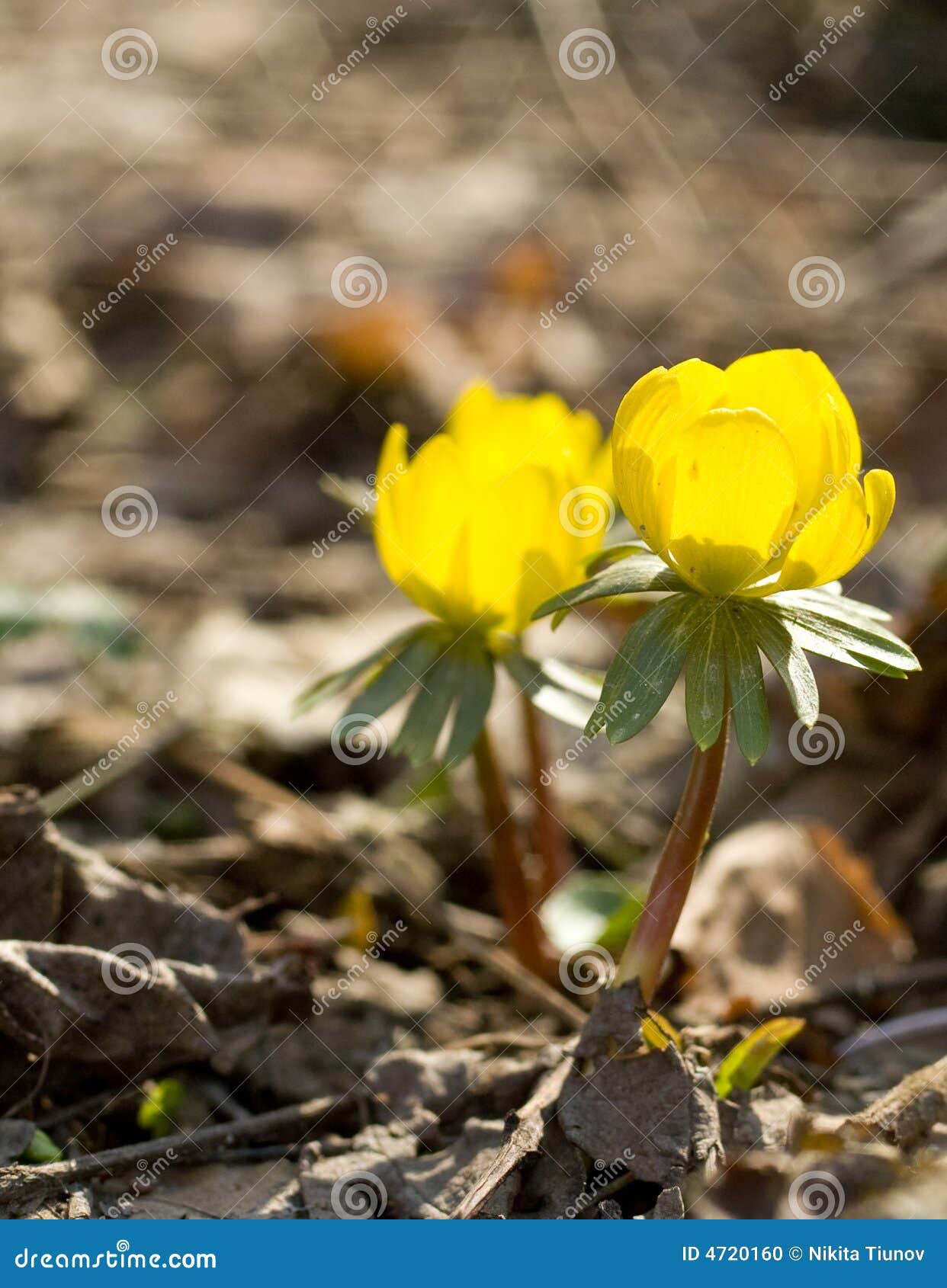 Yellow anemone flowers stock photo. Image of park, flower - 4720160