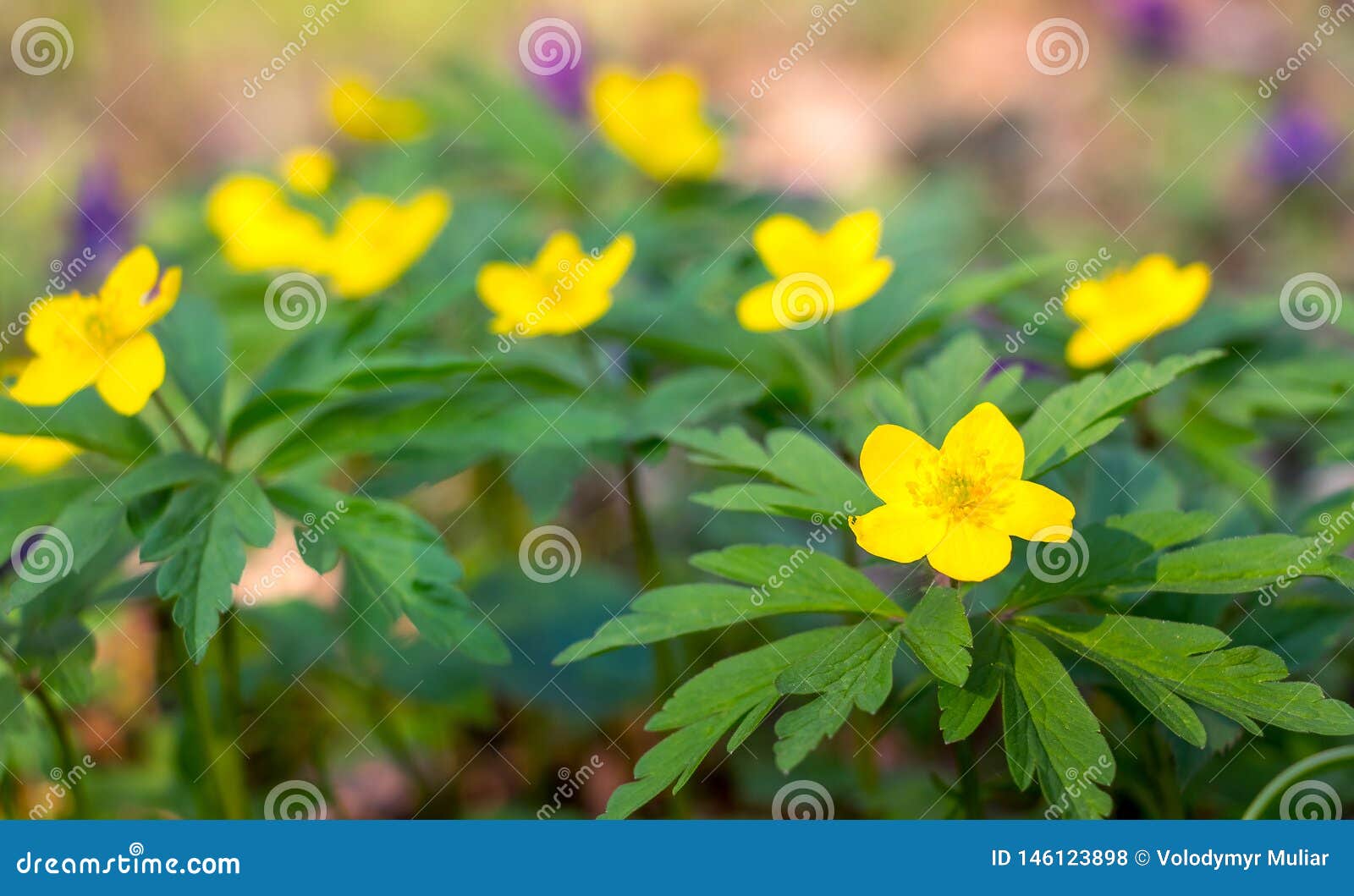 Yellow Anemones during Flowering in the Early Spring_ Stock Photo ...