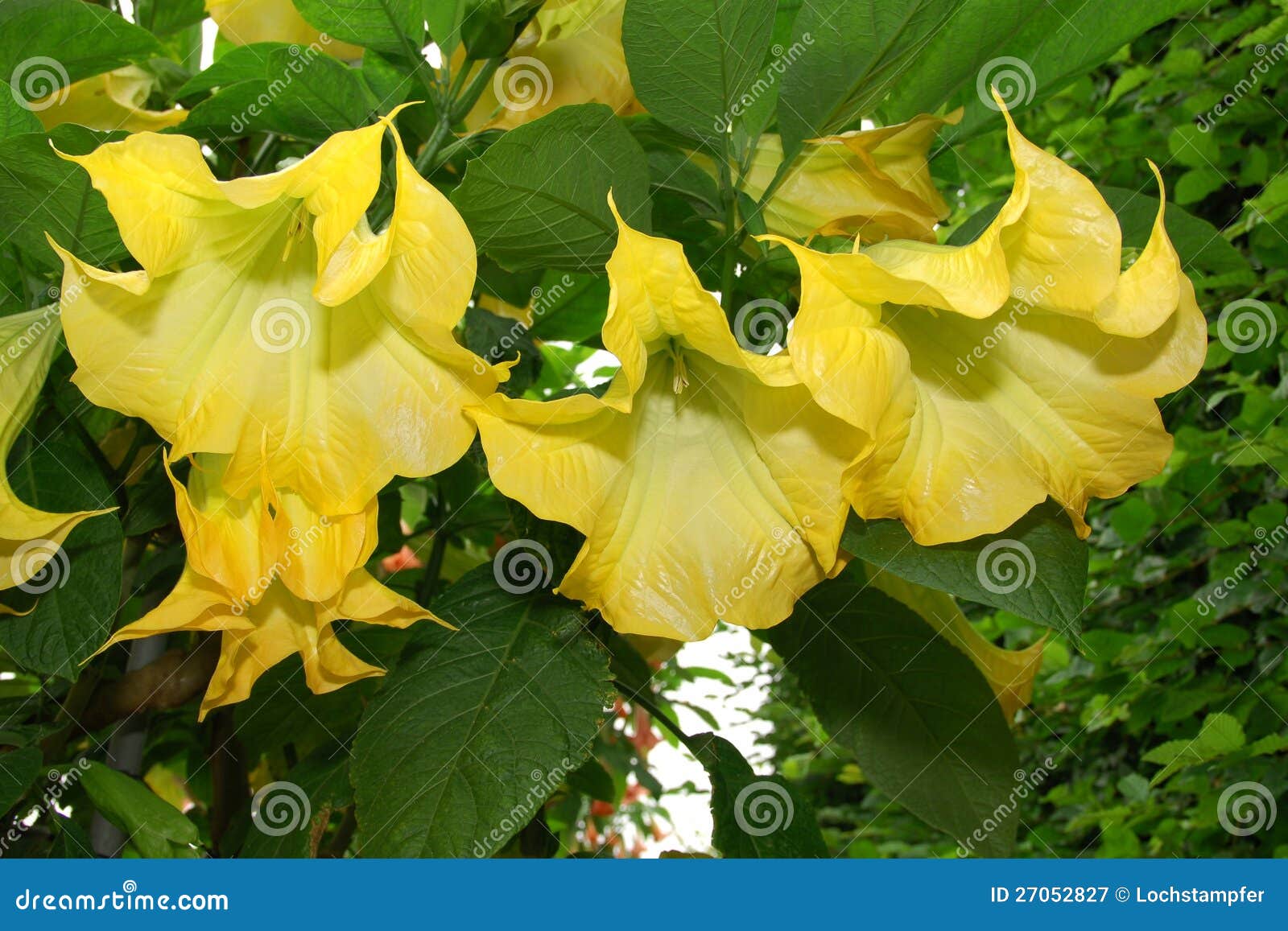Yellow Angel trumpet stock image. Image of drug, angel - 27052827