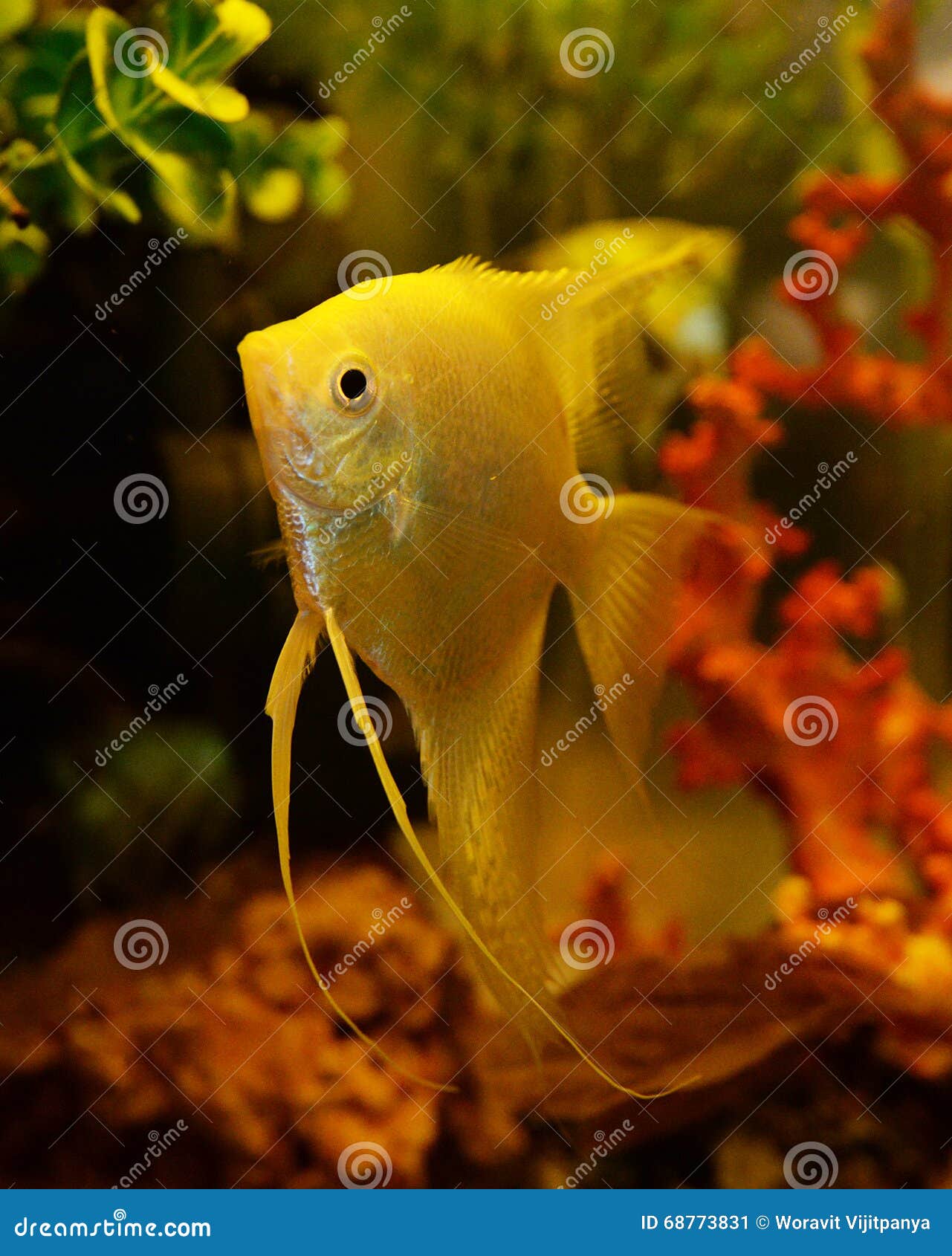 Yellow Angelfish stock image. Image of pets, angel, elegance - 68773831