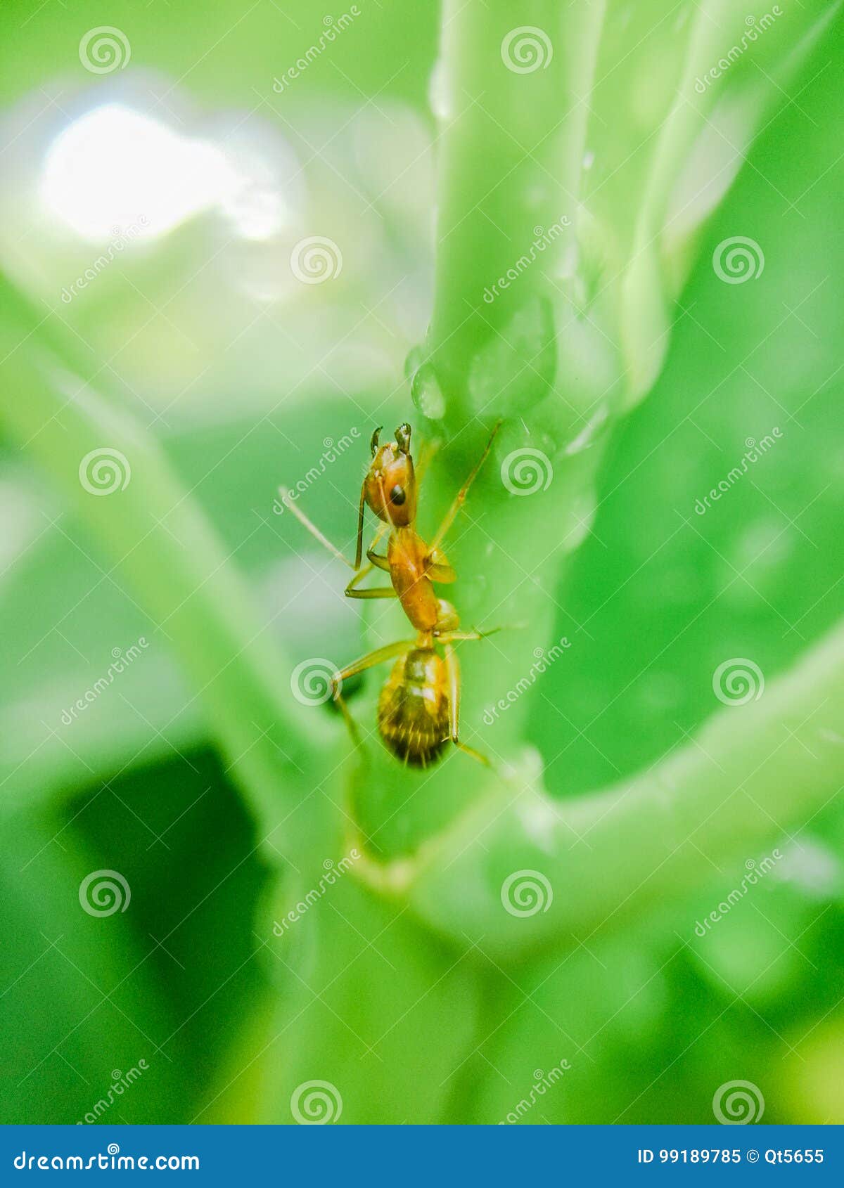 A yellow ant stock image. Image of nature, wildlife, plant - 99189785