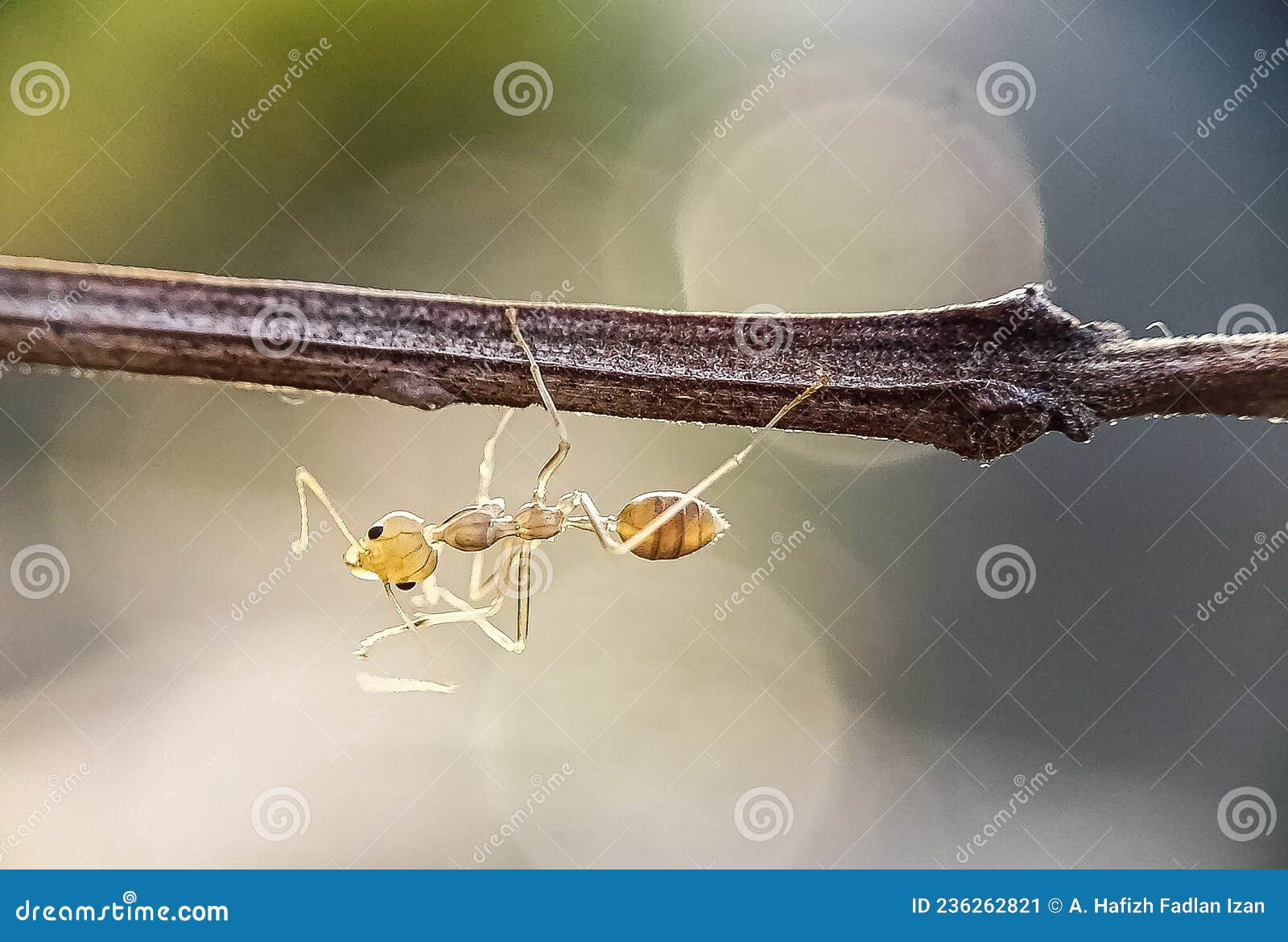 Yellow ant at tree stalk stock image. Image of gemstone - 236262821