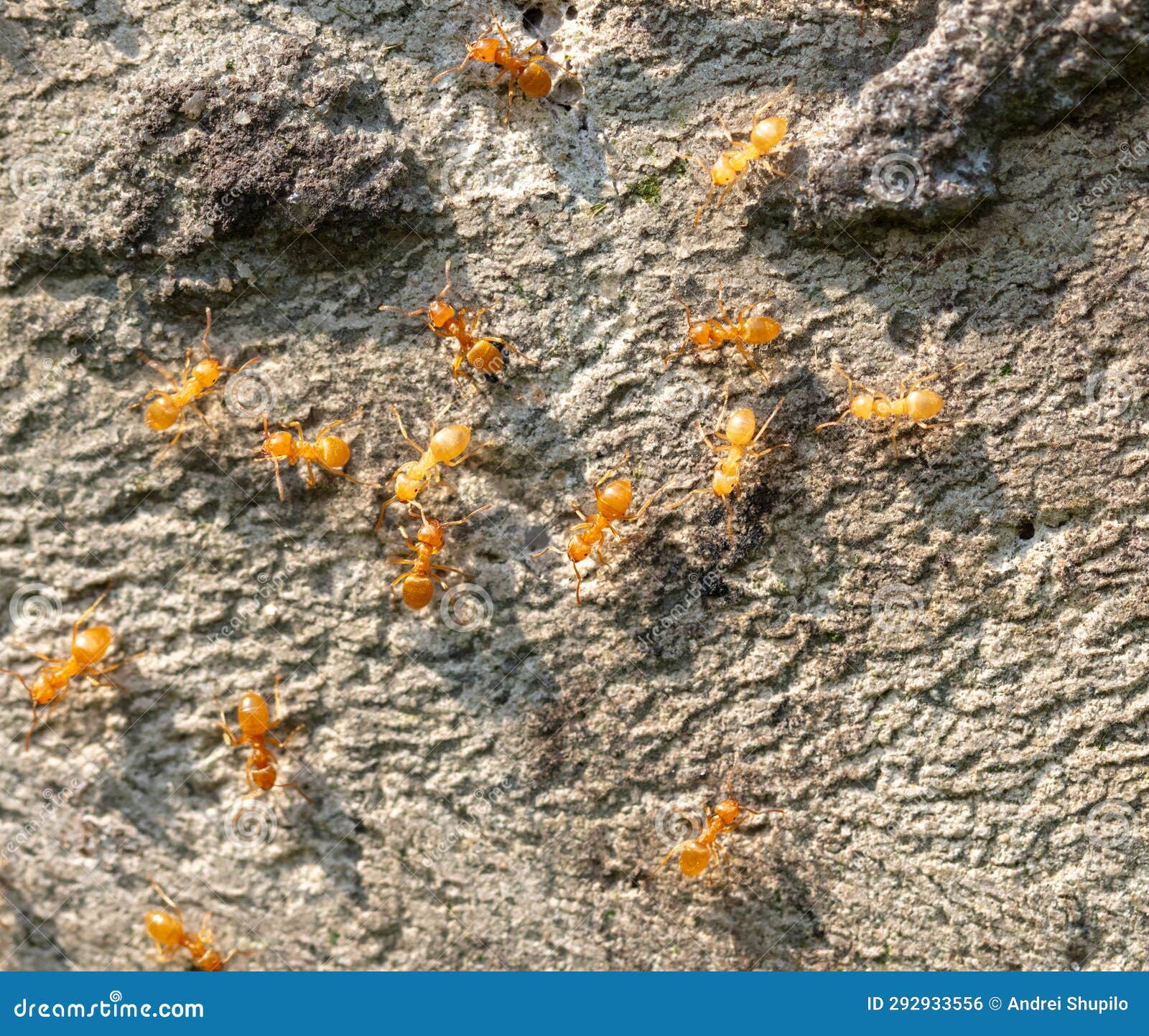 Yellow Ants on the Ground. Close-up Stock Photo - Image of natural ...