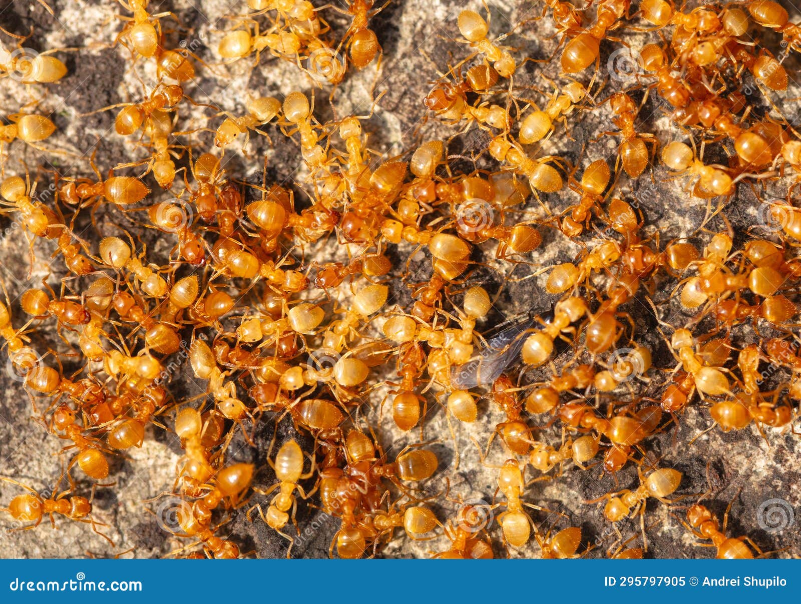 Yellow Ants on the Ground. Close-up Stock Image - Image of insect ...