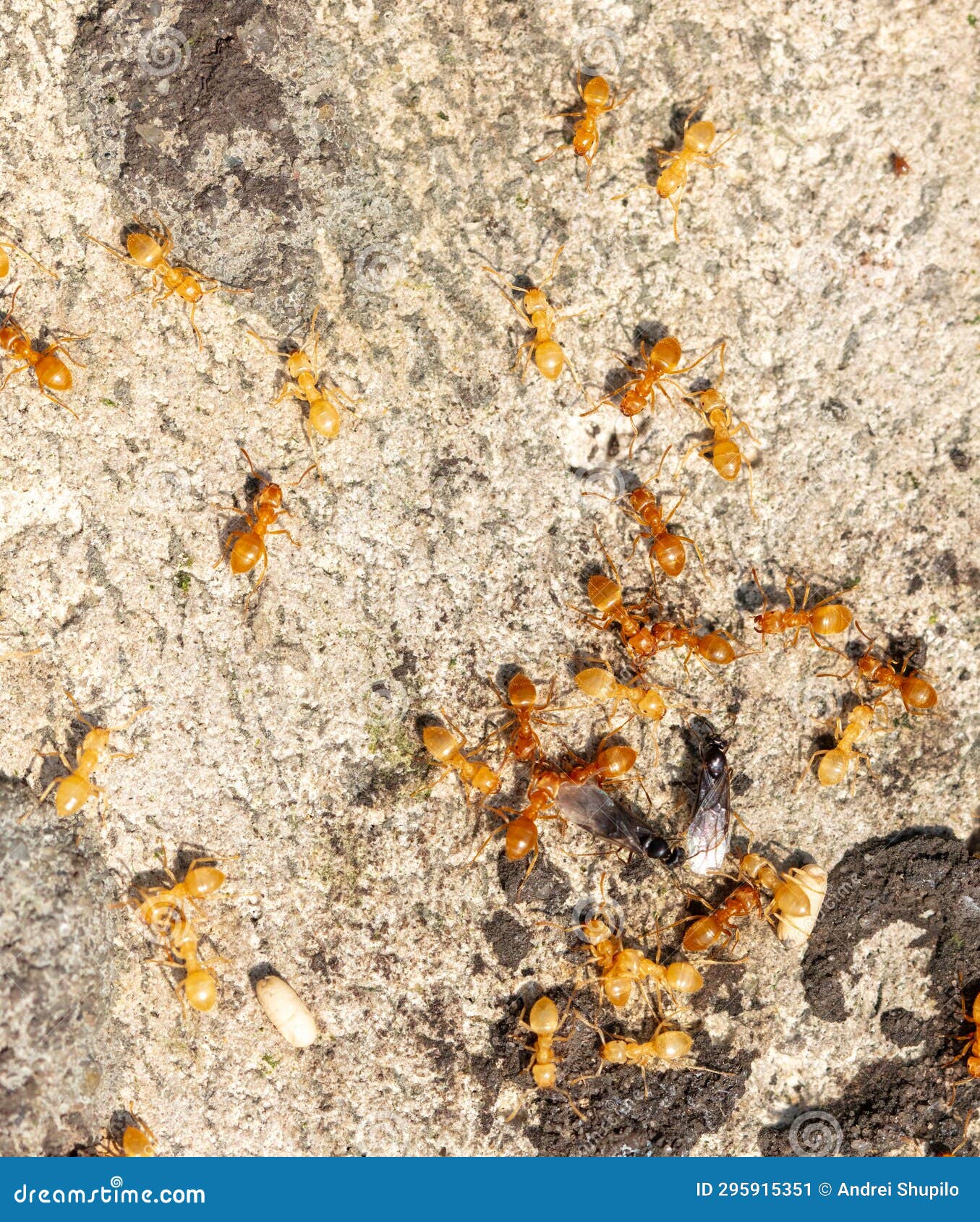 Yellow Ants on the Ground. Close-up Stock Image - Image of surface ...