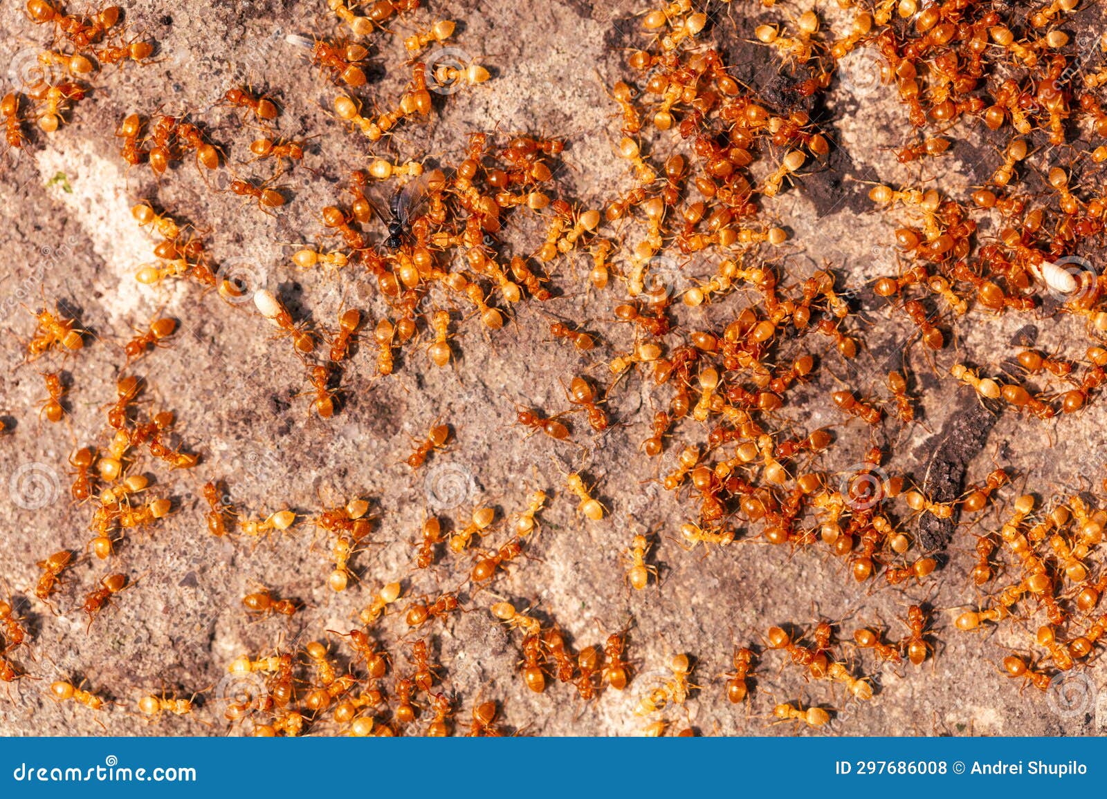 Yellow Ants on the Ground. Close-up Stock Photo - Image of natural ...