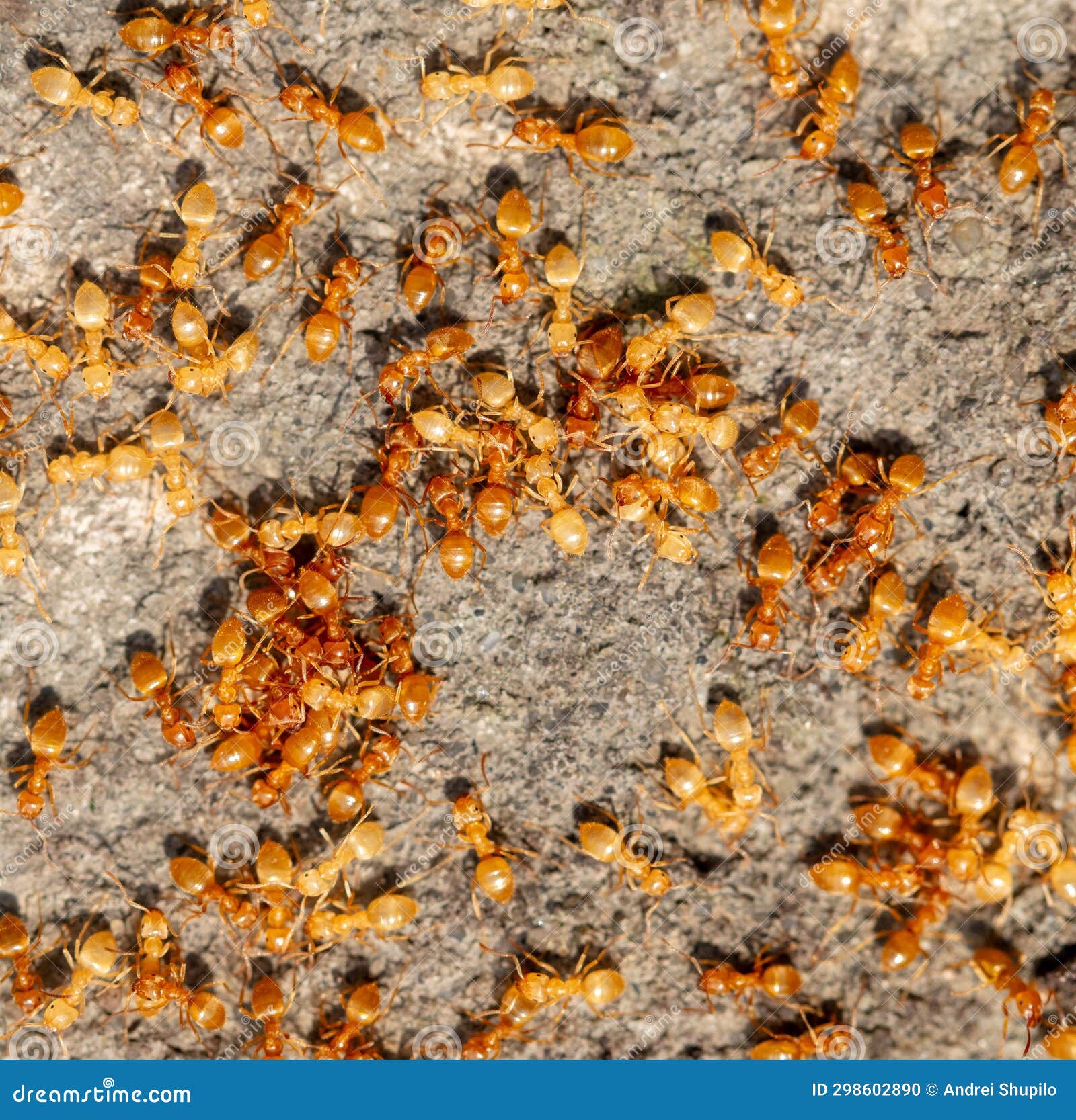 Yellow Ants on the Ground. Close-up Stock Photo - Image of ants, yellow ...