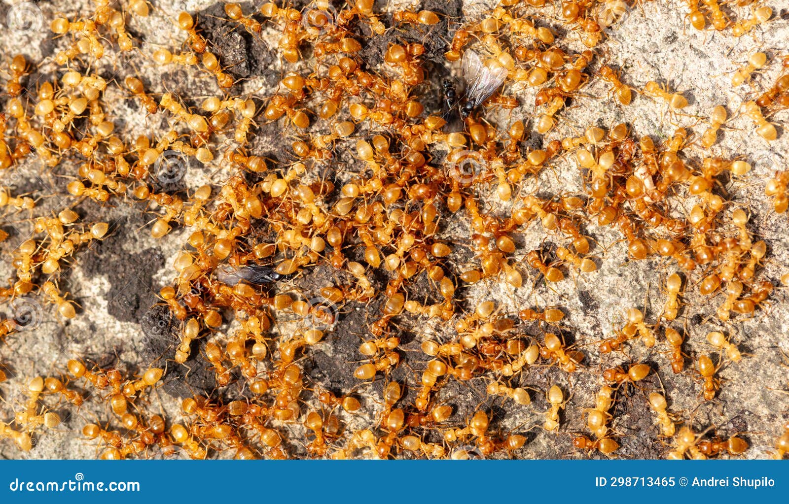 Yellow Ants on the Ground. Close-up Stock Image - Image of abstract ...