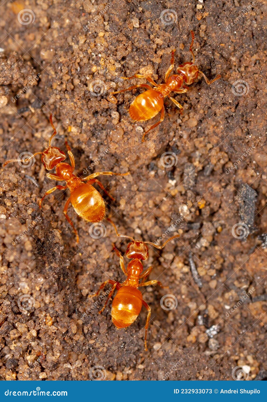 Yellow Ants On The Ground. Royalty-Free Stock Photography ...