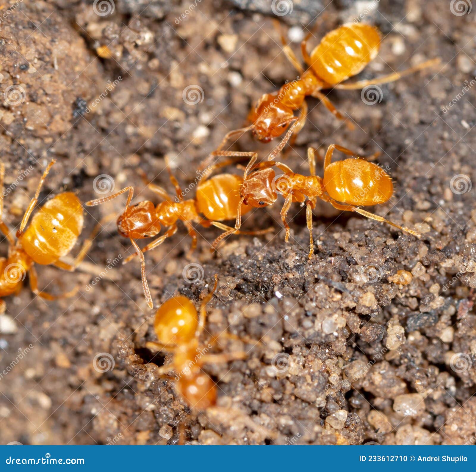 Yellow Ants On The Ground. Royalty-Free Stock Photography ...