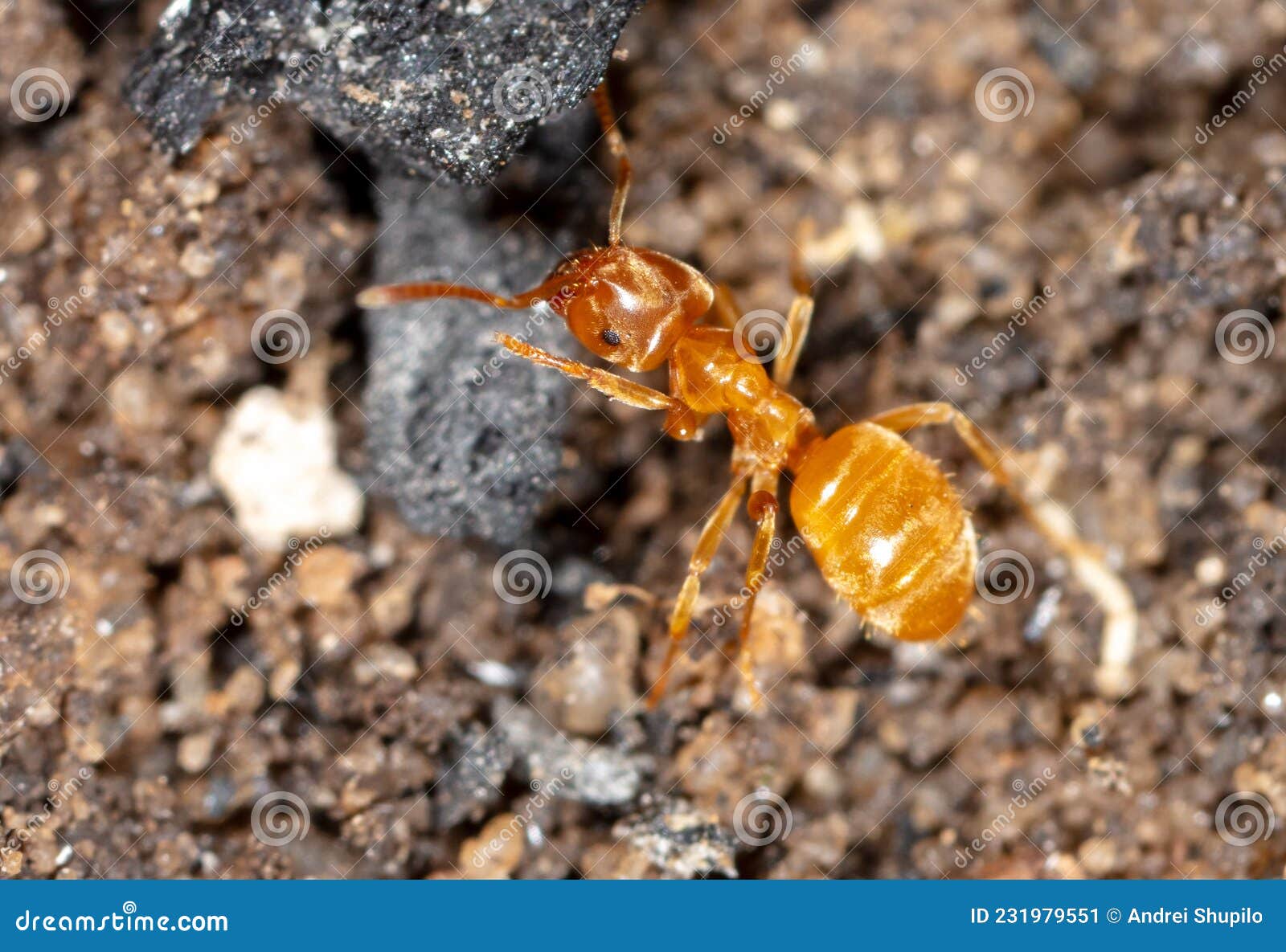 Yellow ants on the ground. stock image. Image of nature - 231979551