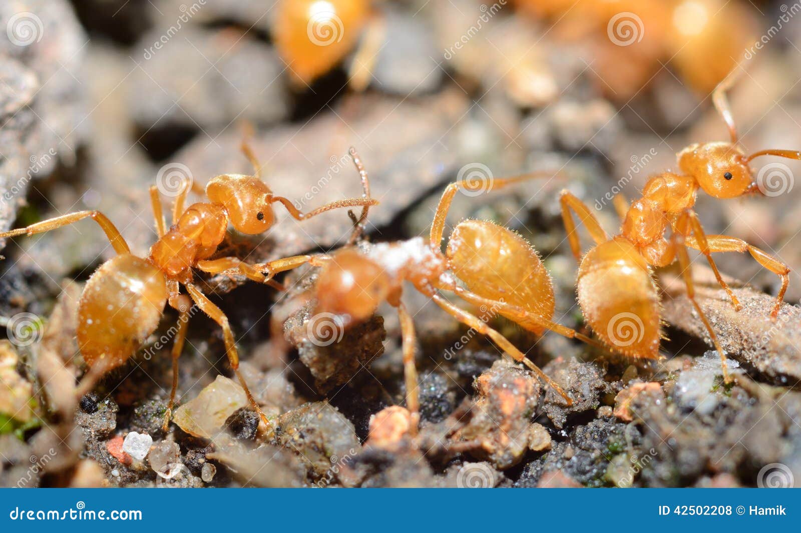 Yellow ants stock photo. Image of group, background, insect - 42502208
