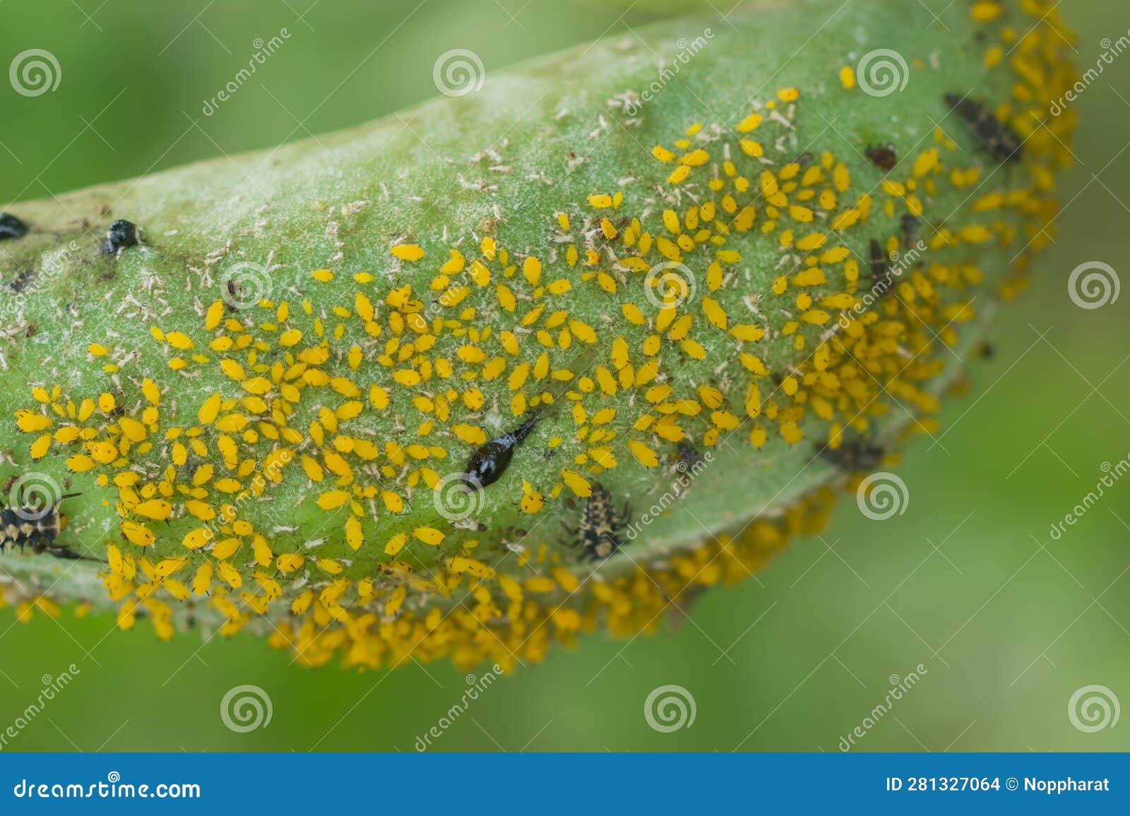 Yellow Aphid Infestation on Tree Stock Photo - Image of insect, head ...