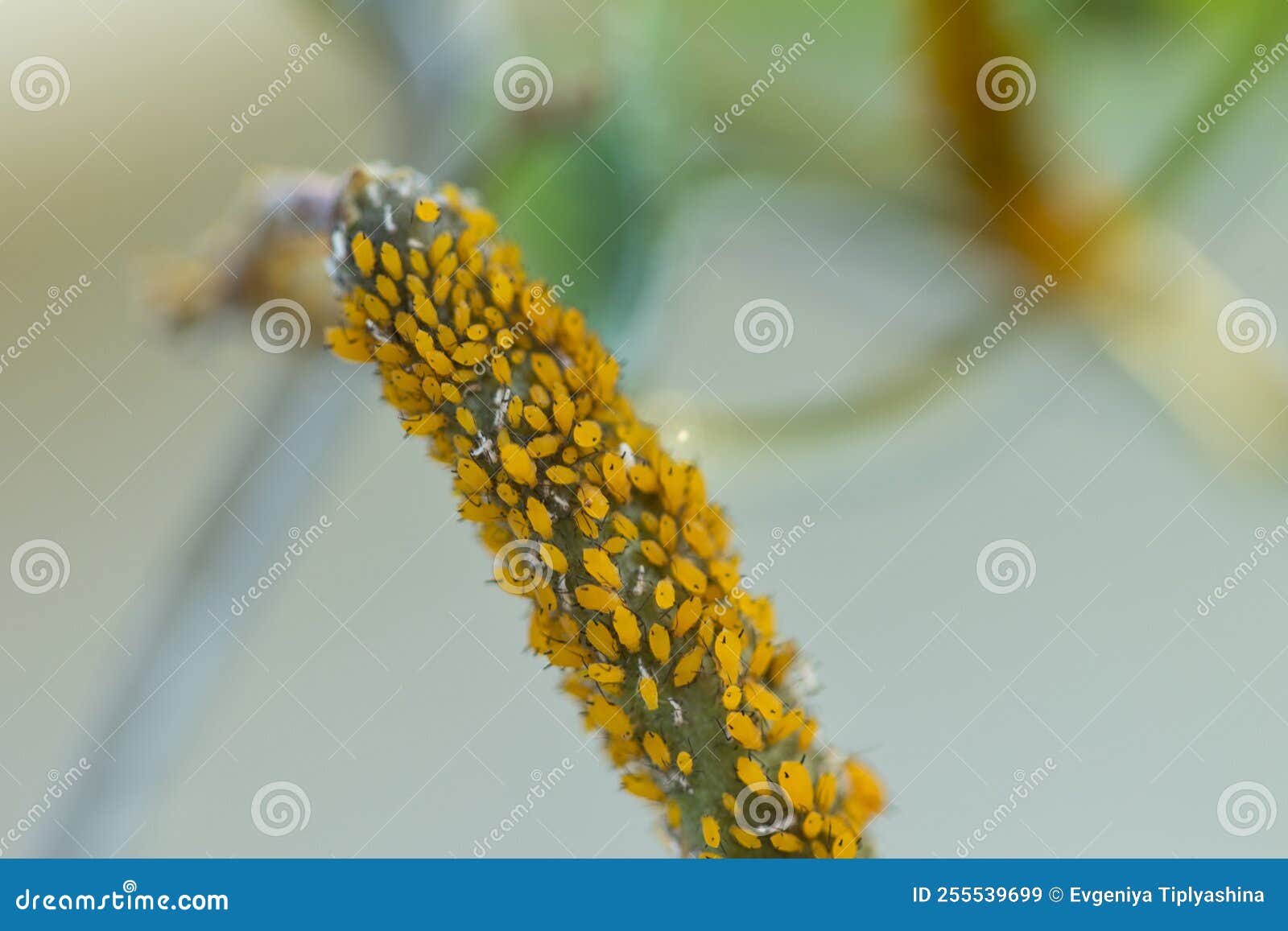 Yellow aphid on a plant stock image. Image of agriculture - 255539699