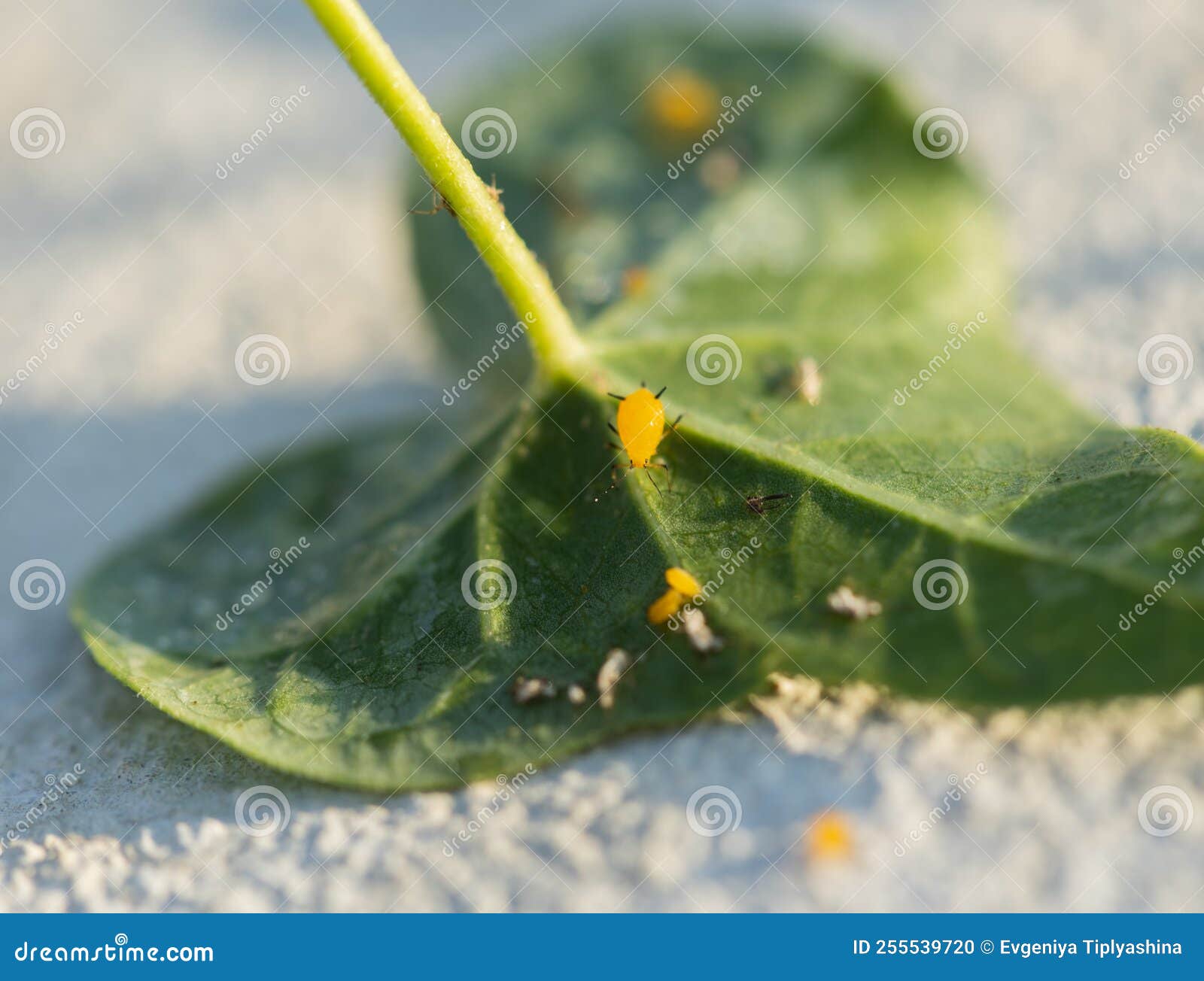 Yellow Aphid On A Leaf Suck The Sap Of The Plant Royalty-Free Stock ...