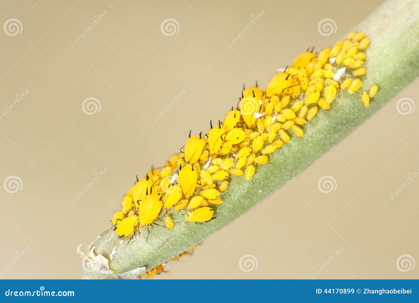 Yellow aphides stock image. Image of wild, aphides, wildlife - 44170899