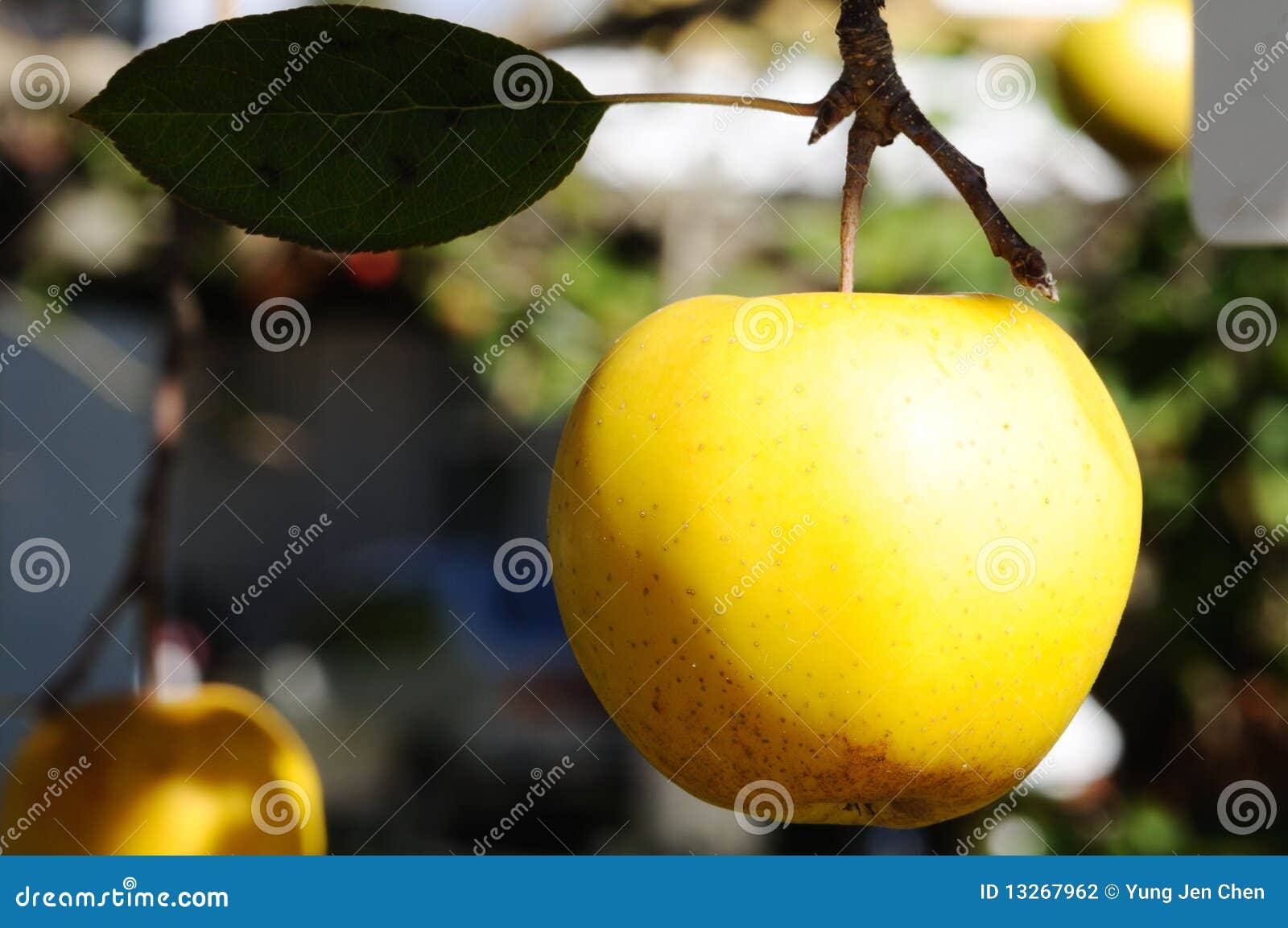 Yellow apple stock photo. Image of health, purity, eating - 13267962