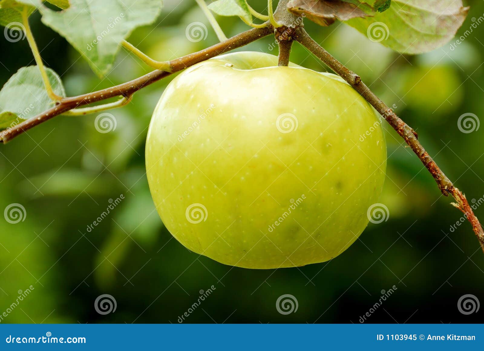 Yellow Apple Tree stock image. Image of grimes, apples - 1103945