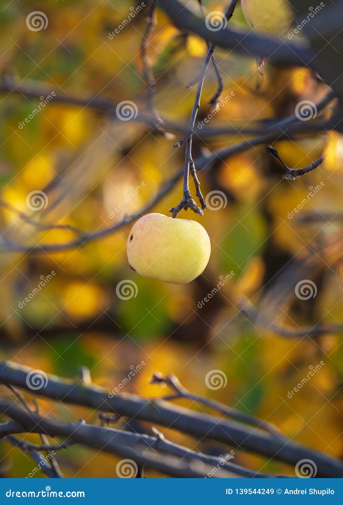 Yellow Apple on a Tree in Autumn Stock Image - Image of season, golden ...