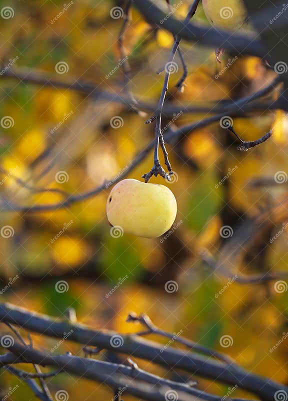 Yellow Apple on a Tree in Autumn Stock Image - Image of season, golden ...