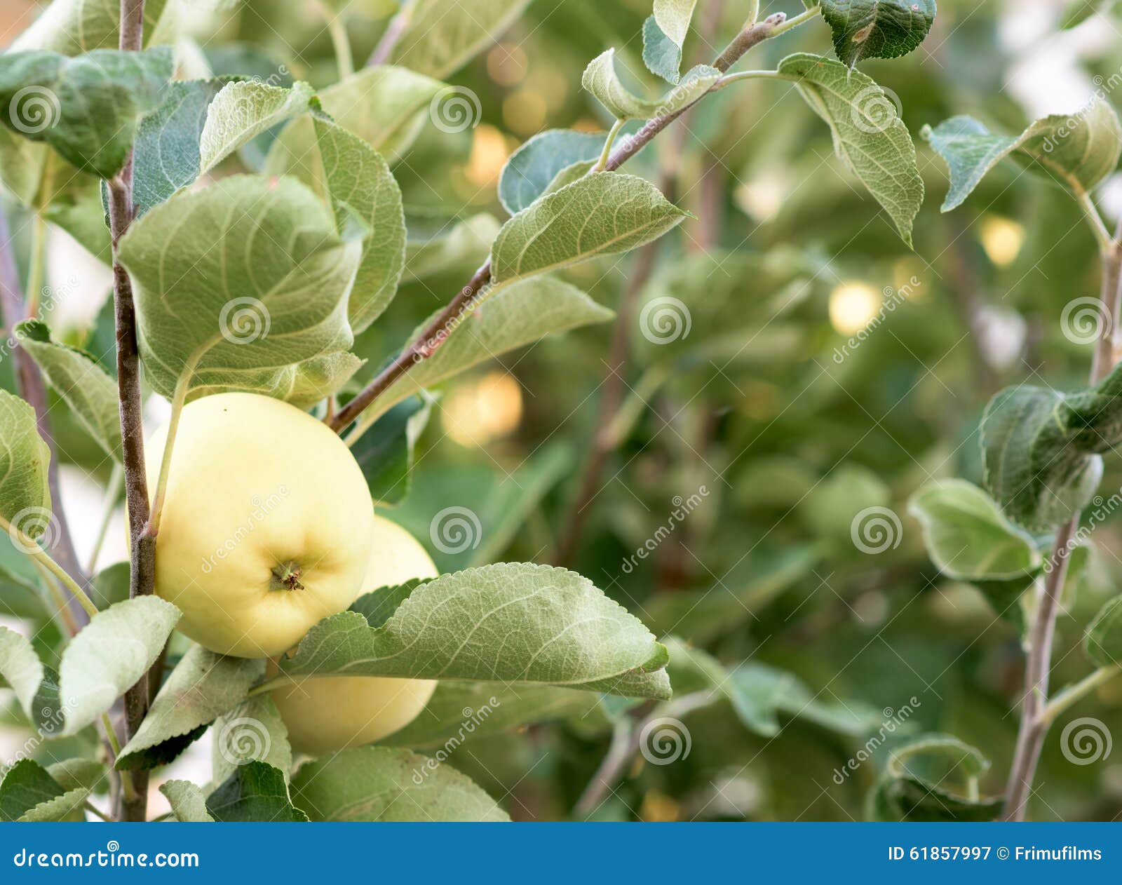 Yellow Apple on a Young Tree Stock Image - Image of tree, geel: 61857997