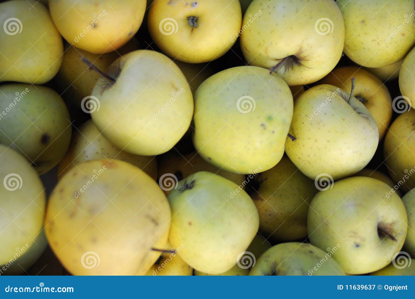 Yellow apples stock image. Image of apfel, knob, fruit - 11639637