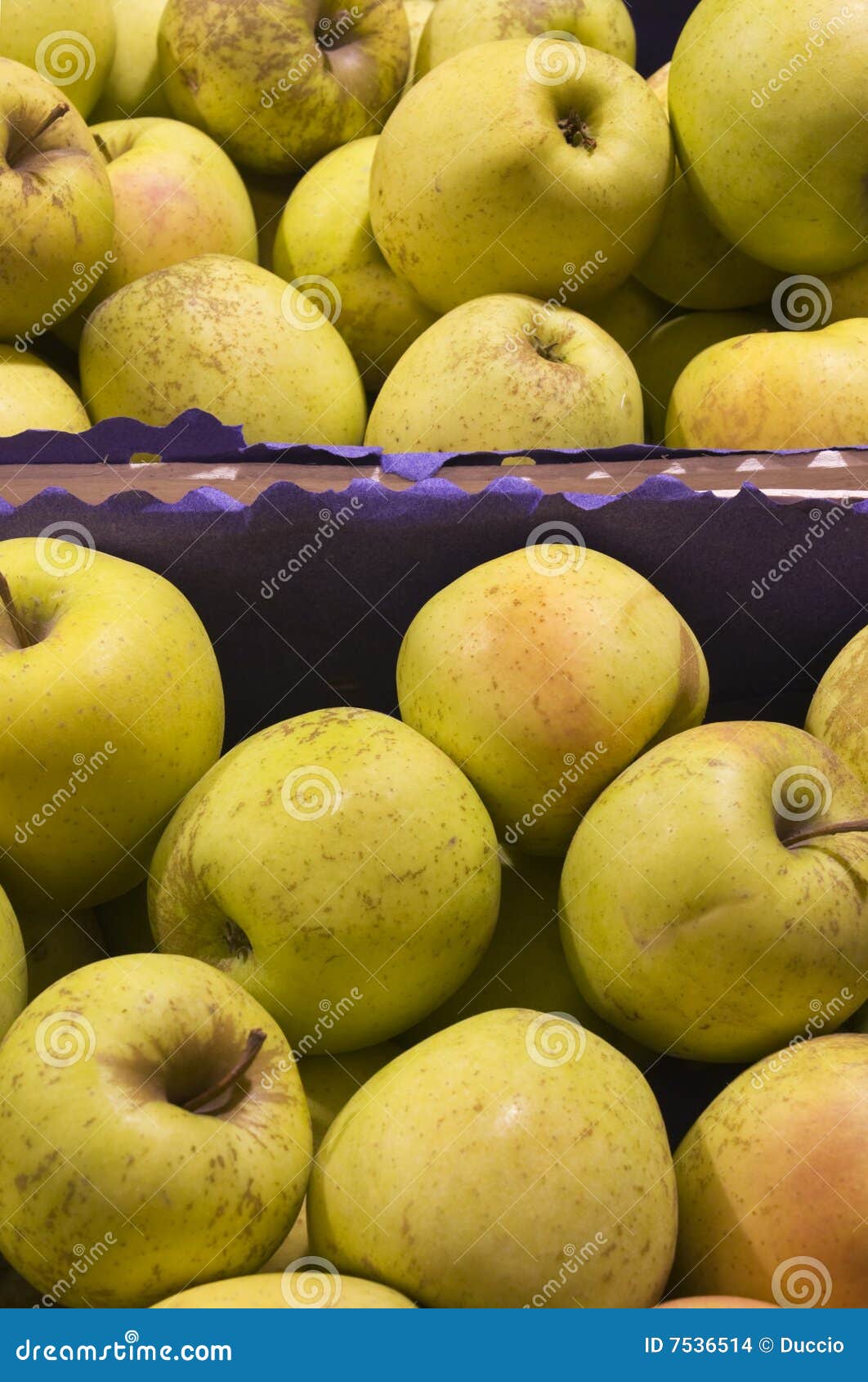Yellow apples stock photo. Image of cultivator, organic - 7536514