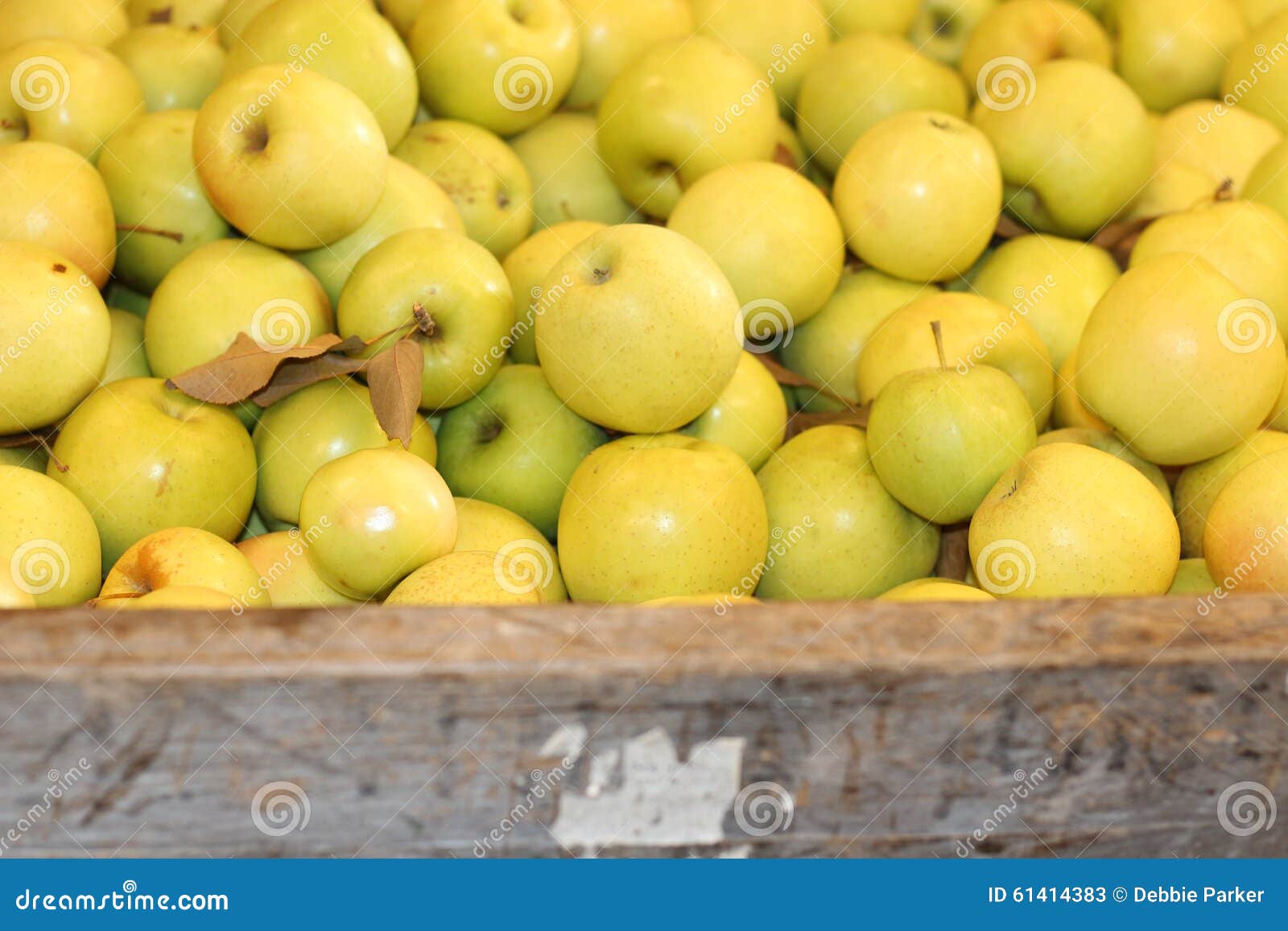 Yellow Apples stock image. Image of fruit, orchard, ohio - 61414383