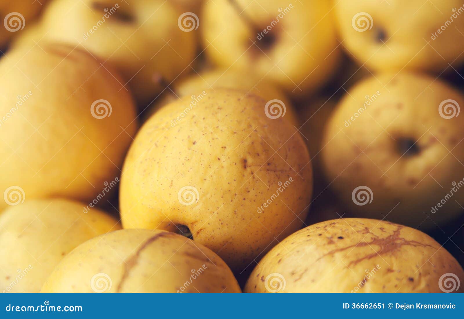 Yellow Apples stock image. Image of yellow, autumn, group - 36662651