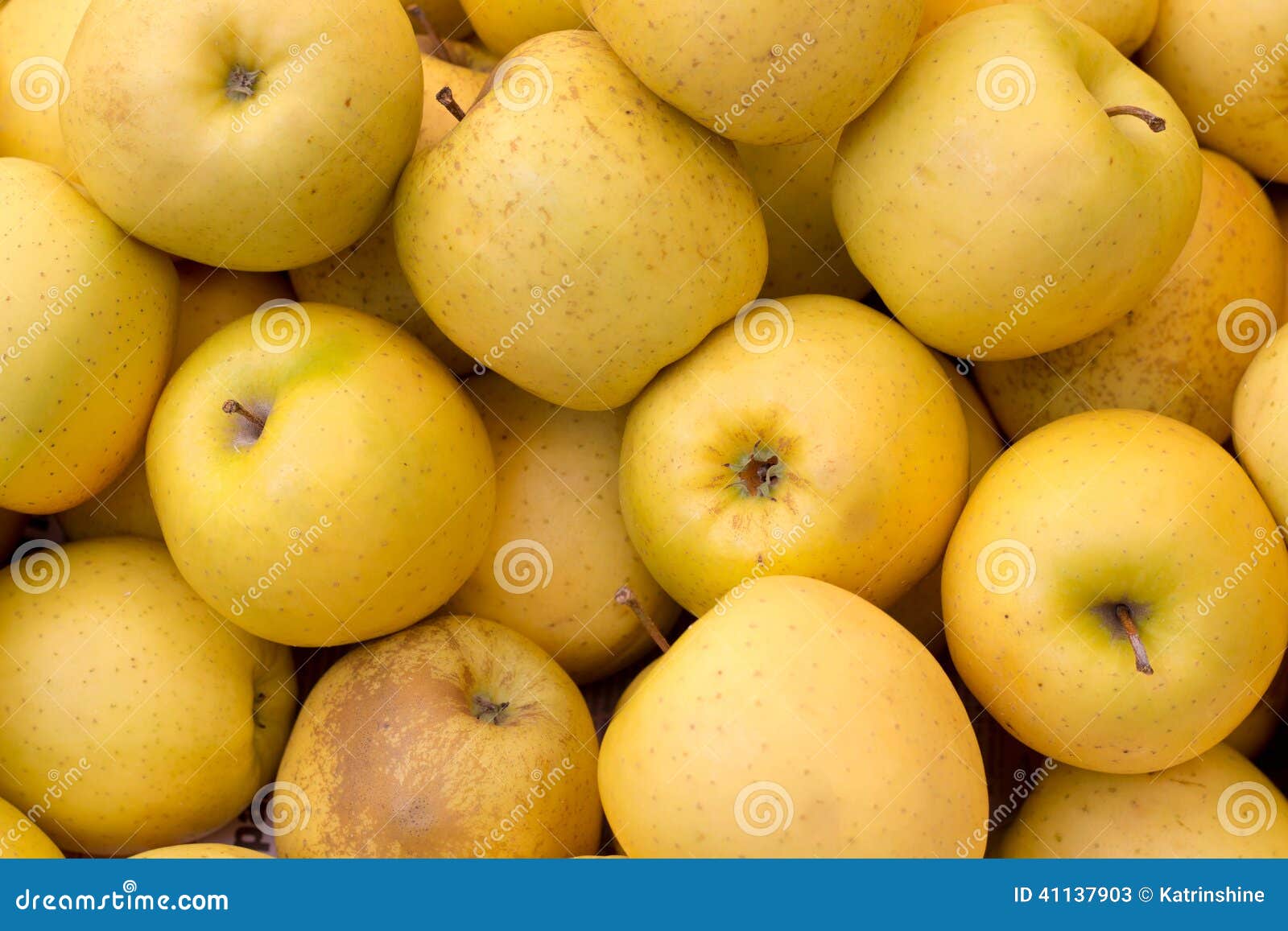 Yellow apples stock image. Image of food, cultivated - 41137903