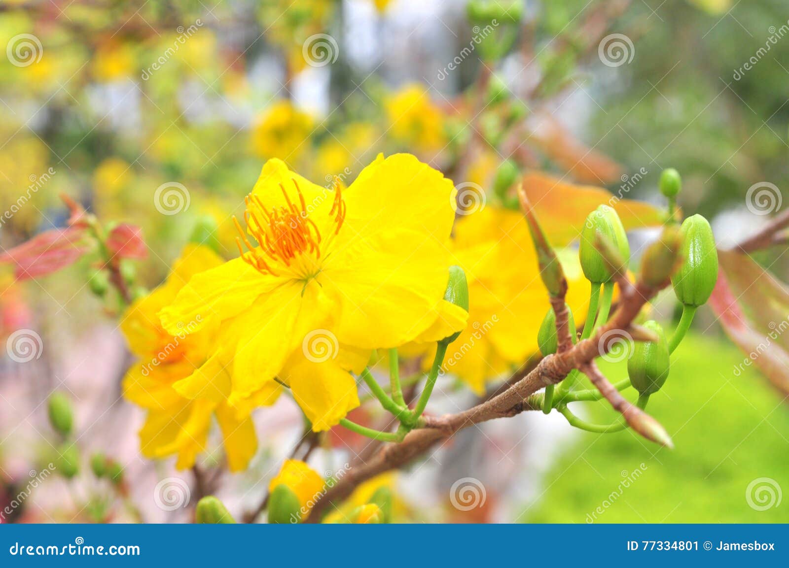 Yellow Apricot Blossom in the Spring Stock Image - Image of green, pink ...
