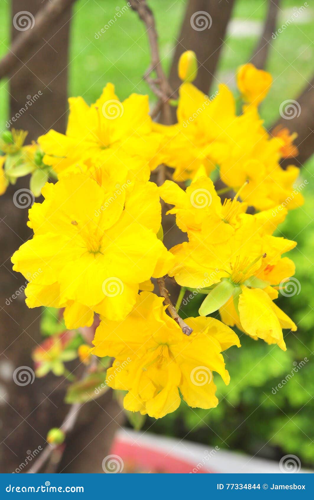 Yellow Apricot Blossom in the Spring Stock Photo - Image of knobby ...
