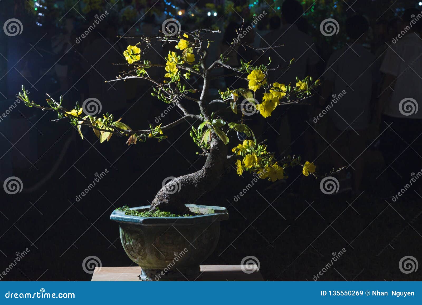 Yellow Bonsai Maple Tree Acer Palmatum Bonsai Tree Of Trident Maple In