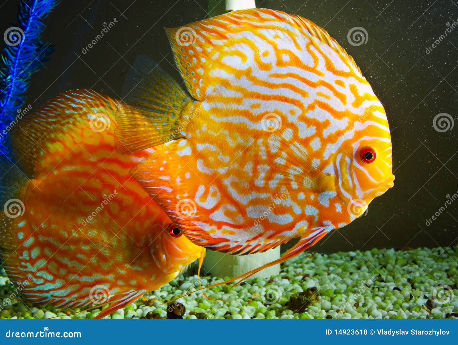 Yellow aquarium fish stock photo. Image of symphysodon - 14923618