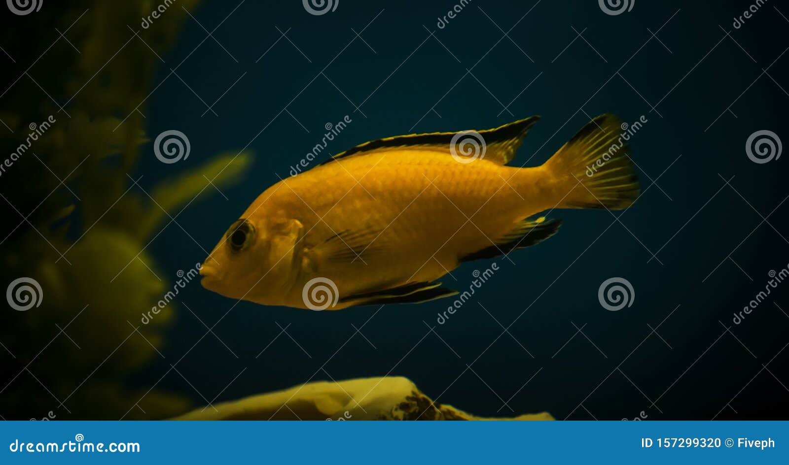 Yellow Aquarium Fish Close-up in Water on a Blue Background Stock Photo ...