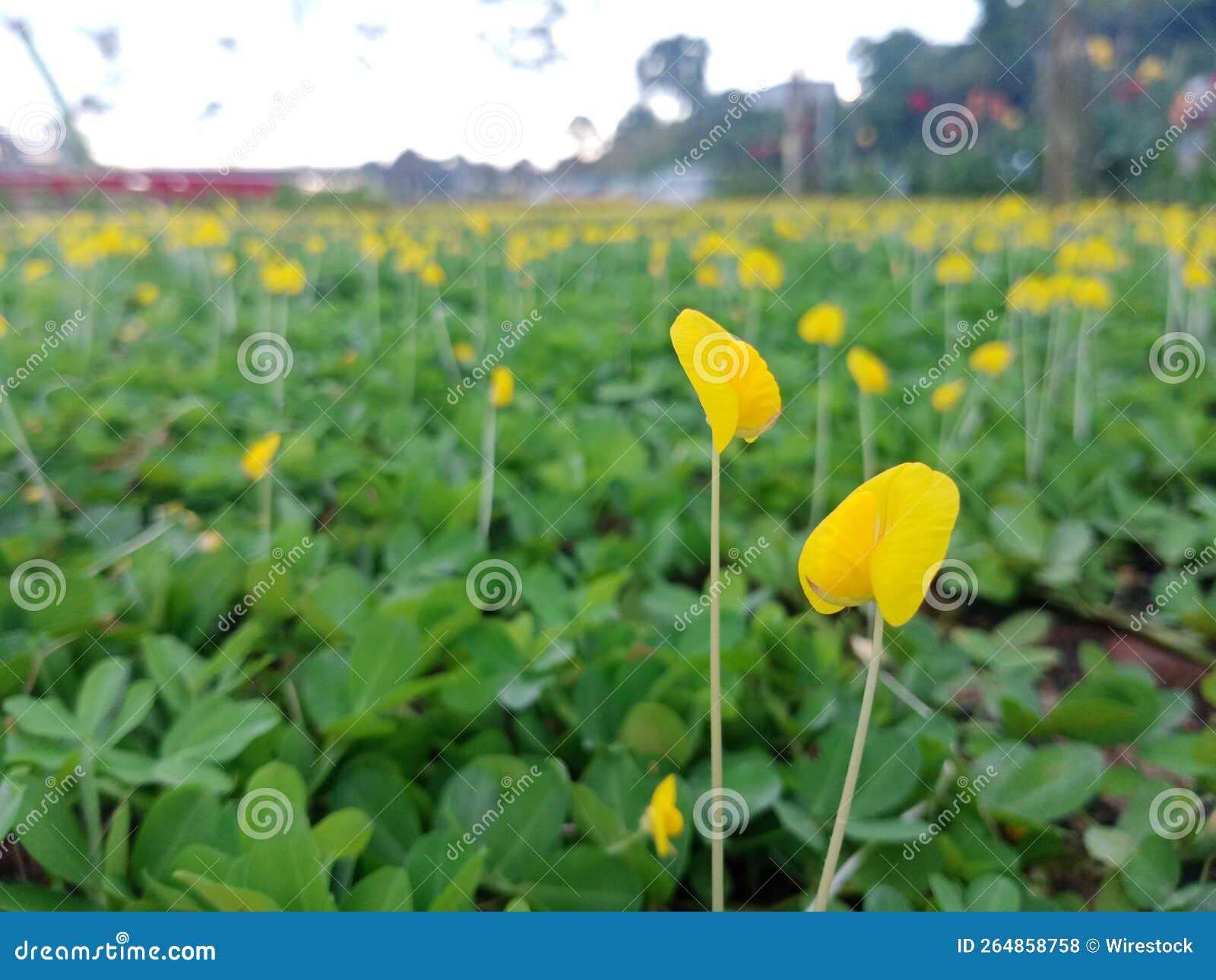 Yellow Arachis Repens Plants in the Field. Stock Photo - Image of ...