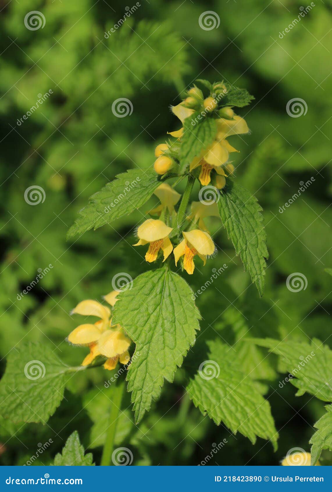 Yellow Archangel, Lamiastrum Galeobdolon Stock Photo - Image of ...