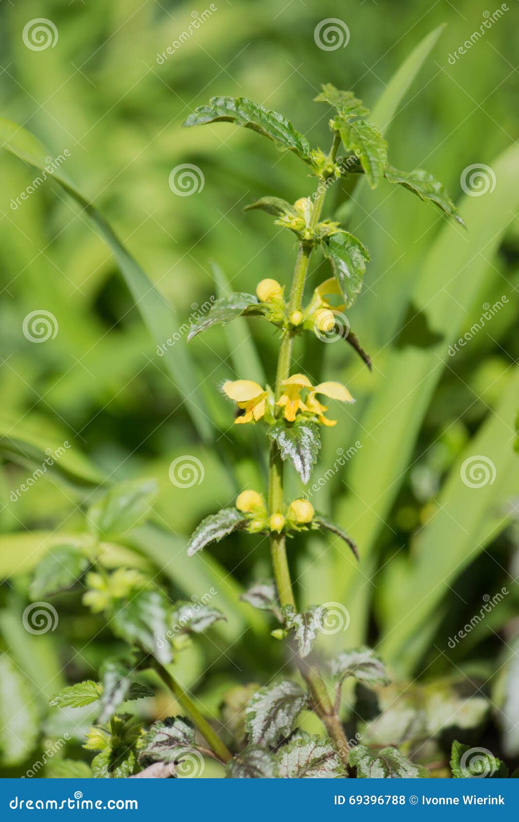 Yellow Archangel, Lamium Galeobdolon Plants. Stock Photography ...