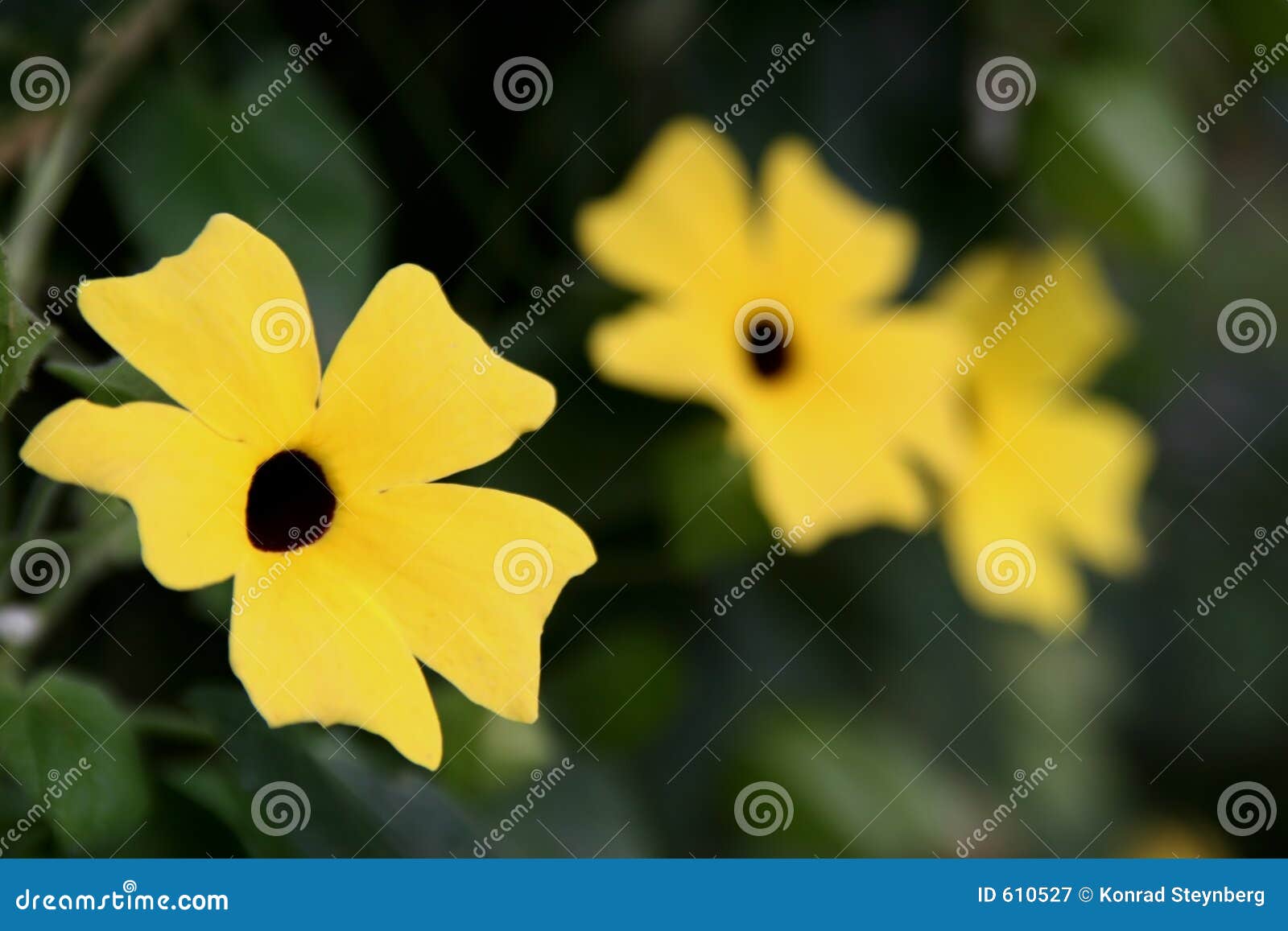 Yellow array of flowers stock image. Image of abstract - 610527