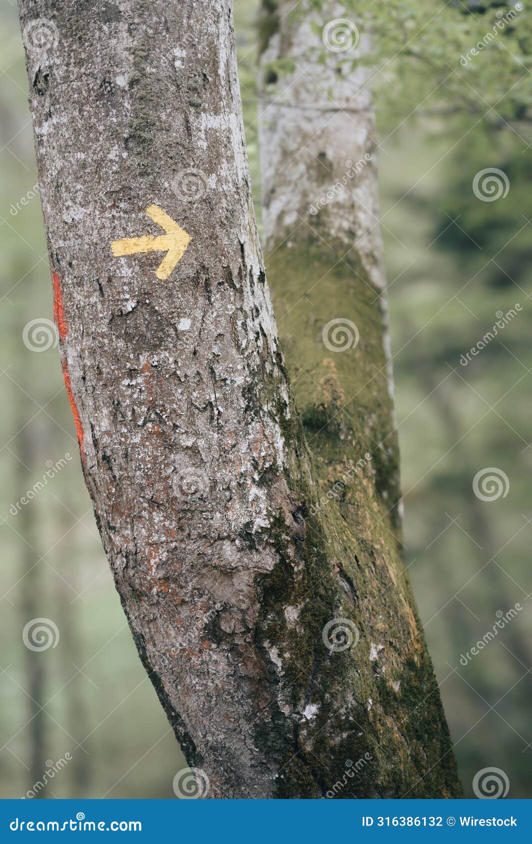 Yellow Arrow Pointing Right on a Tree Trunk Stock Photo - Image of bold ...